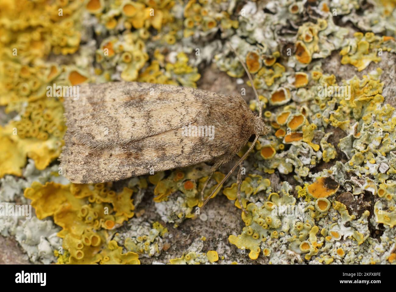 Detailed closeup of hte mottled rustic moth, Caradrina morpheus on a ...