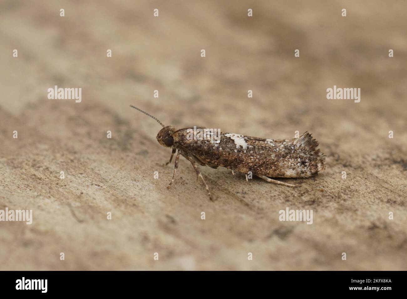 Leek moth (acrolepiopsis assectella) hi-res stock photography and ...