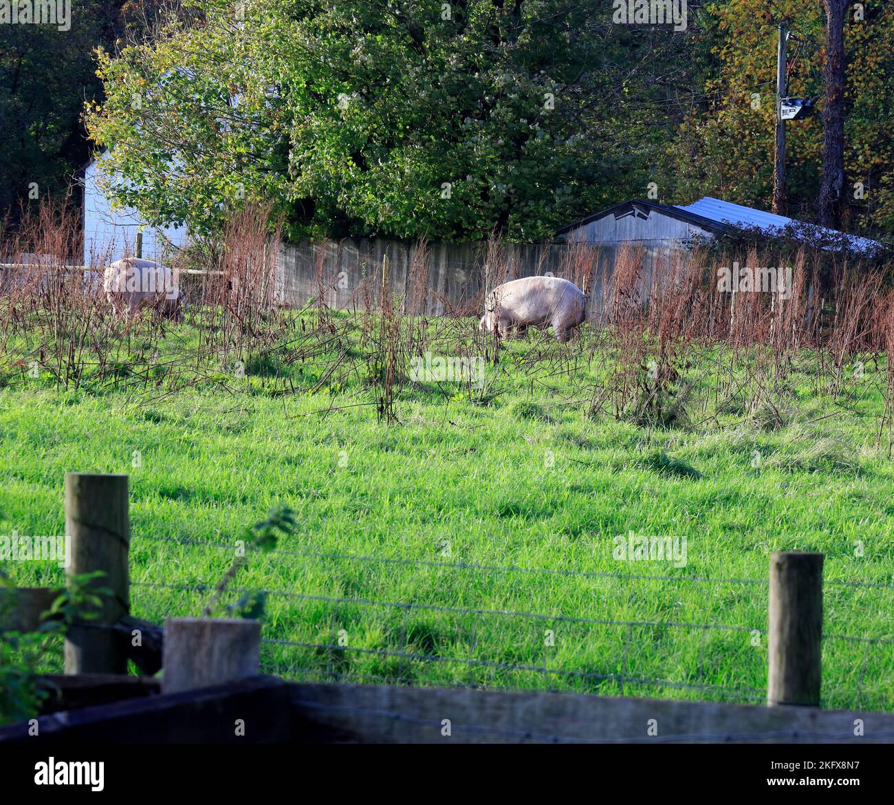 Pigs in a field at Llwyn-yr-eos Farmhouse, St Fagans National Museum of ...