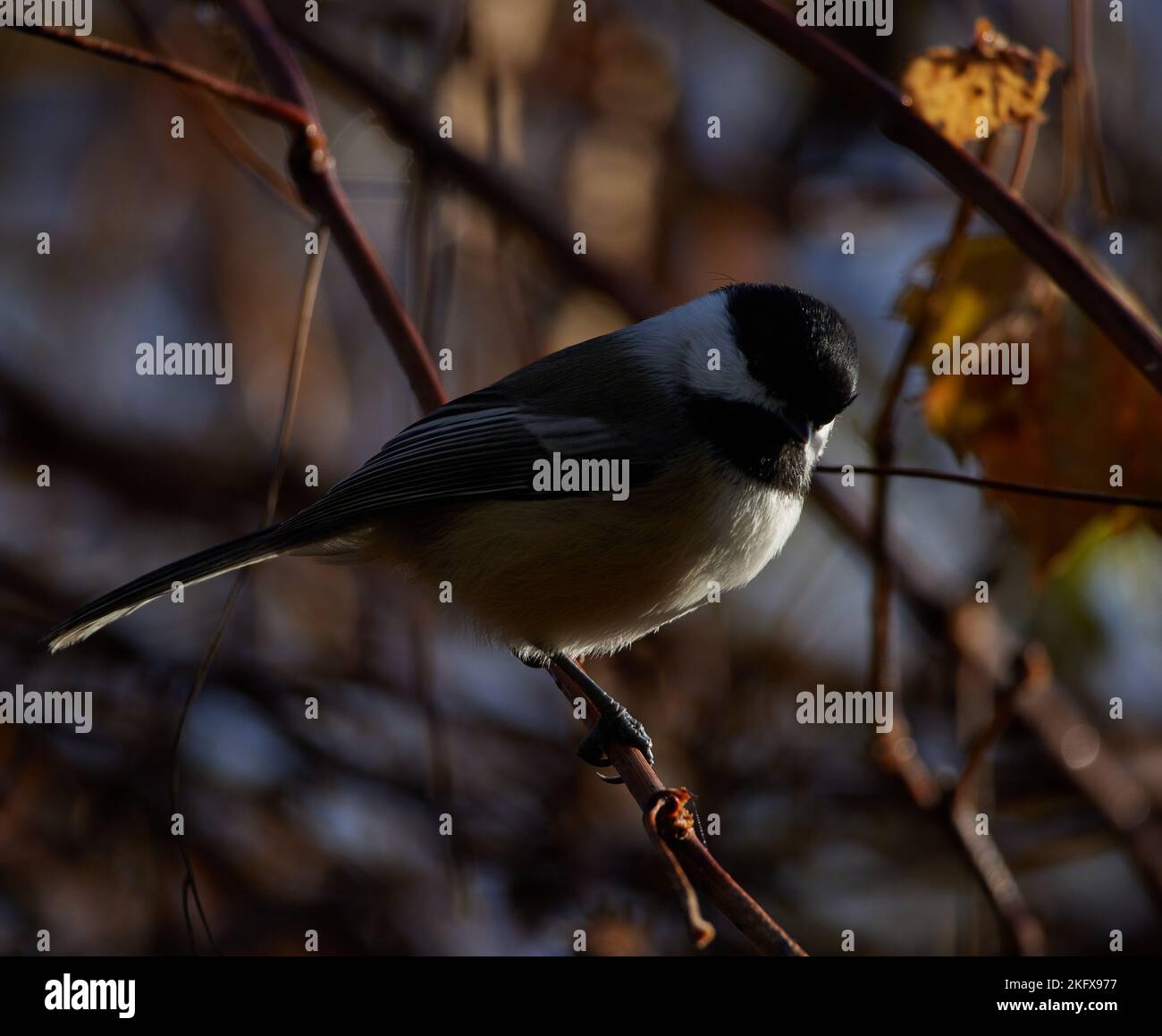 Round body and small head hi-res stock photography and images - Alamy