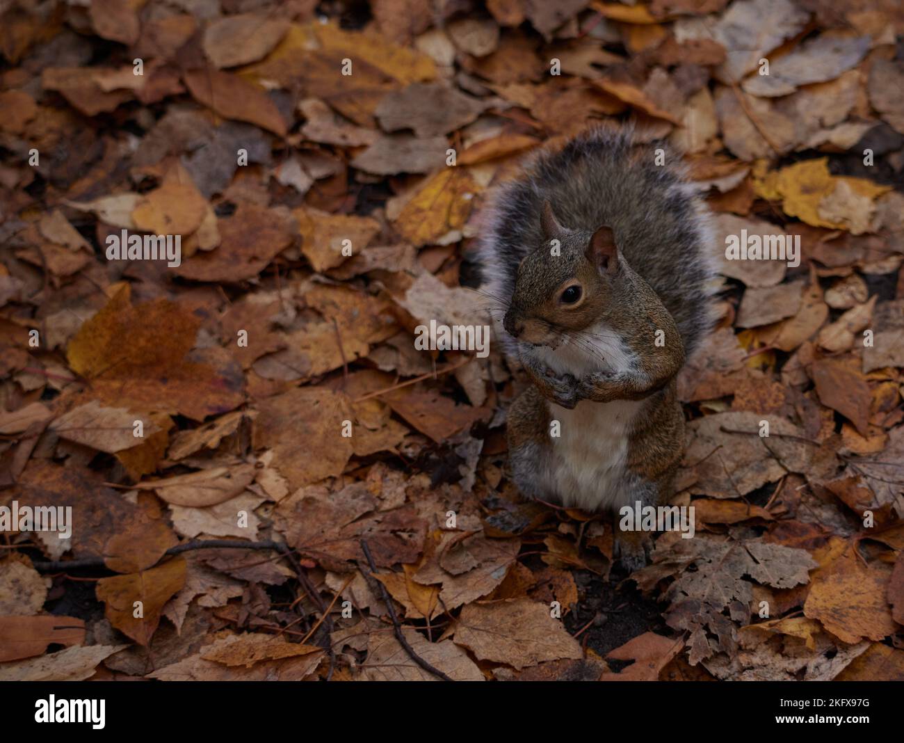 Cute squirrel on hind legs with front paws across chest, sitting ...