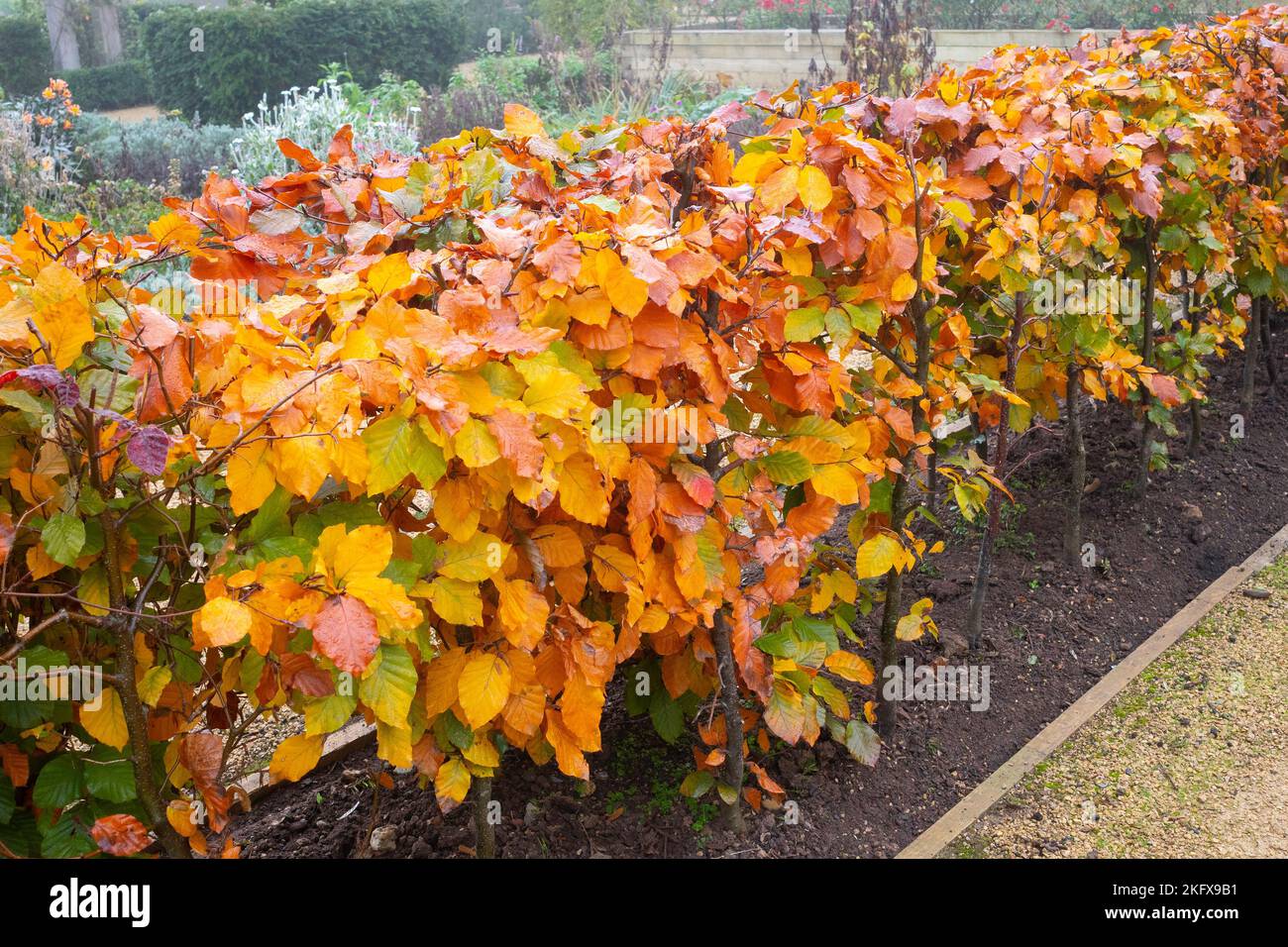 A fine beech hedge with golden brown leaves in autumn in the ...