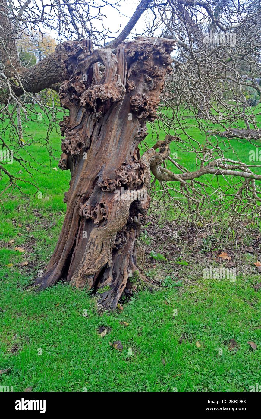 Black mulberry tree showing gnarled trunk. St Fagans National History ...