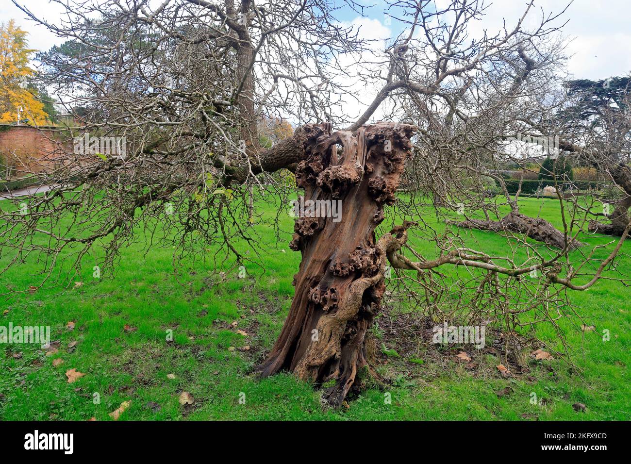 Black mulberry tree showing gnarled trunk. St Fagans National History ...