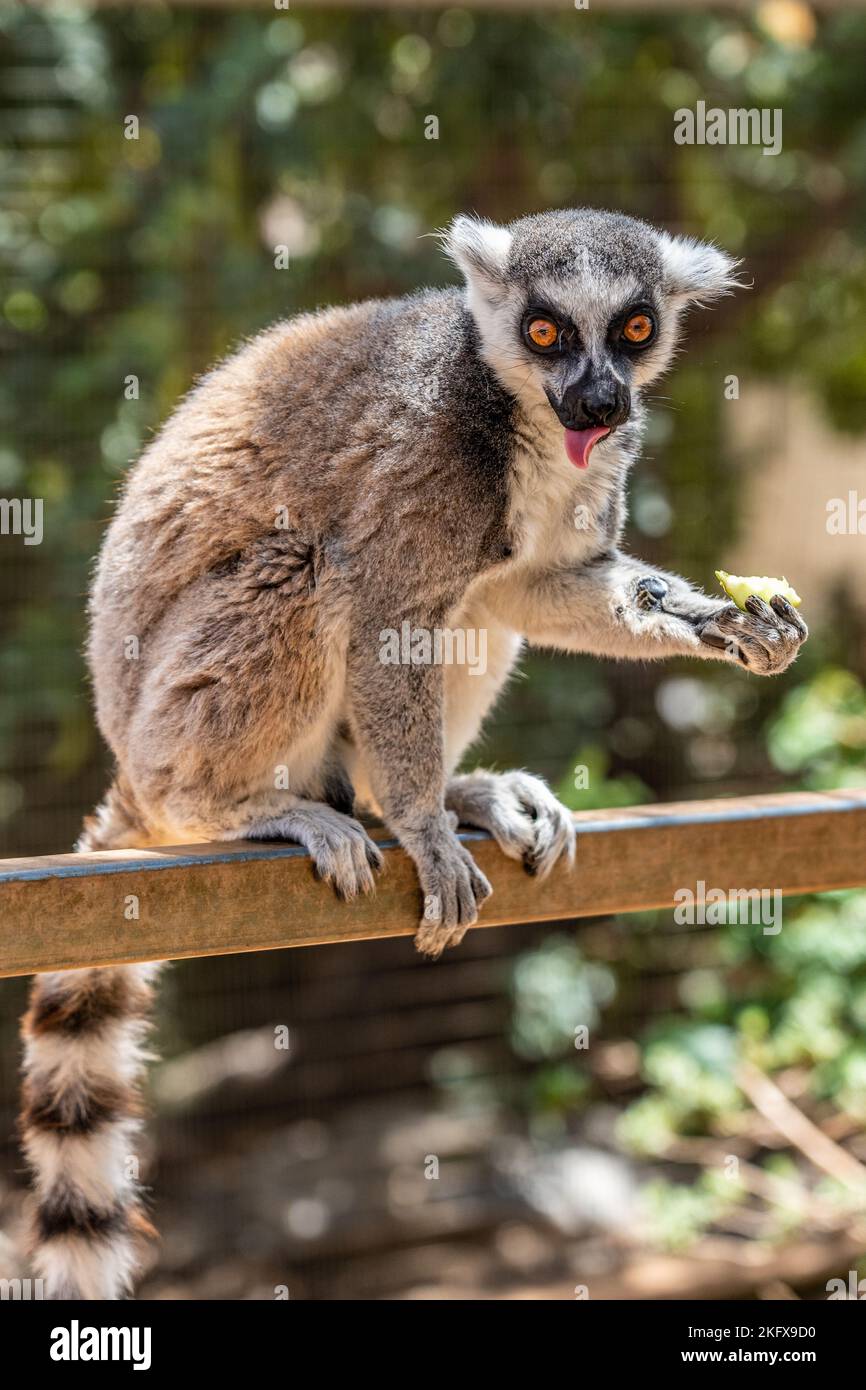 A closeup of a cute Lemour with funny face on a gate Stock Photo - Alamy
