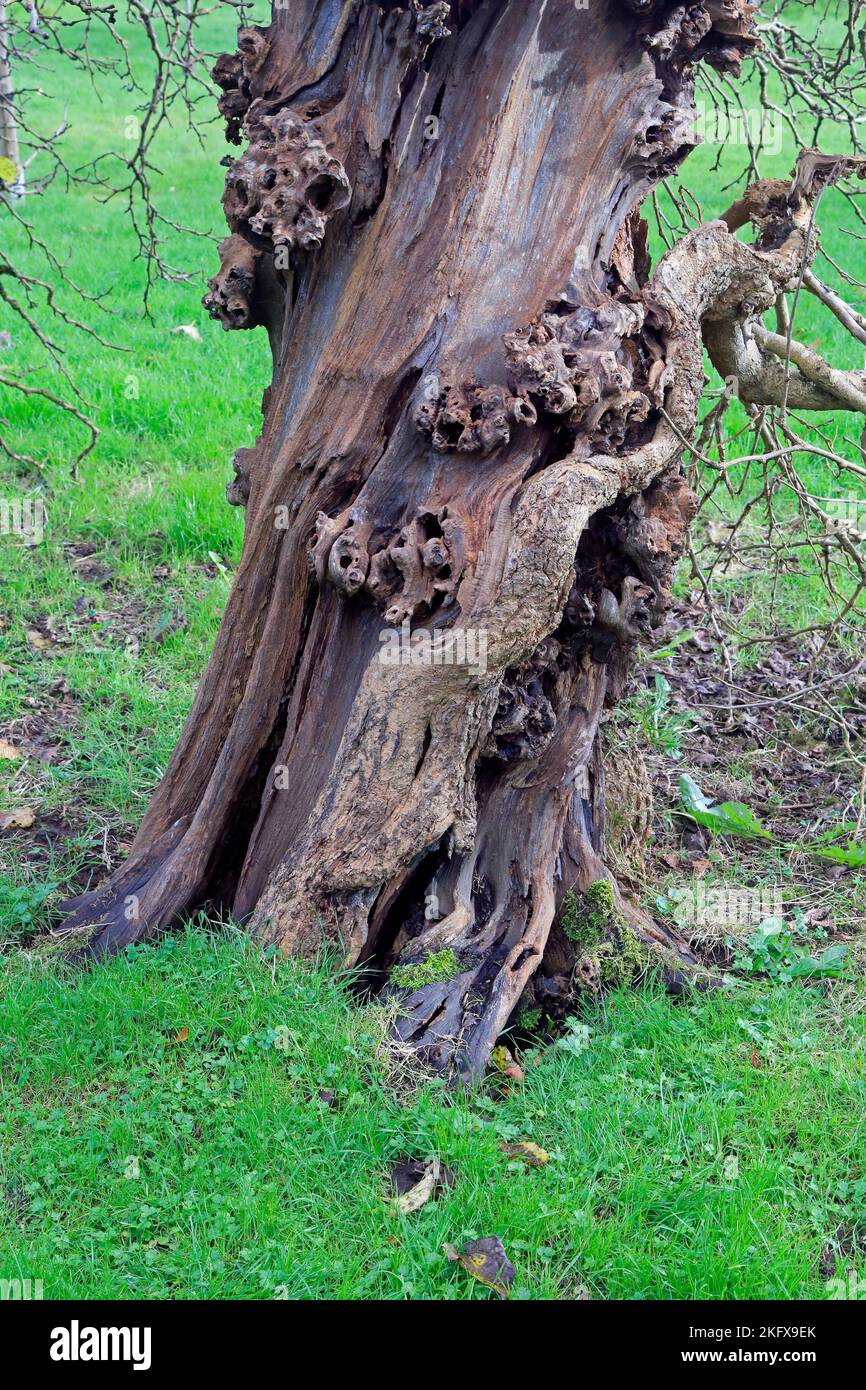 Black mulberry tree showing gnarled trunk. St Fagans National History ...