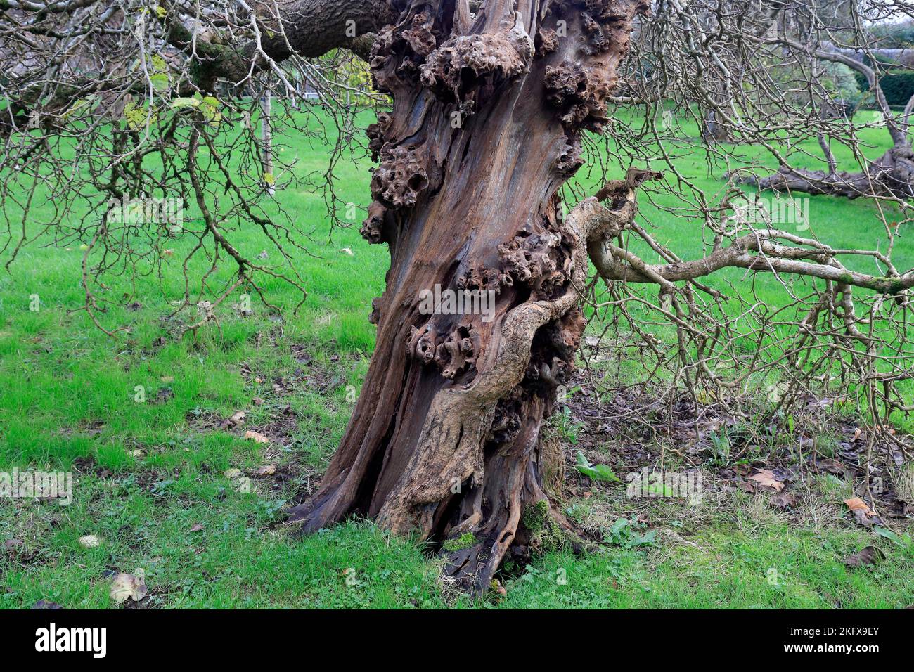 Black mulberry tree showing gnarled trunk. St Fagans National History ...