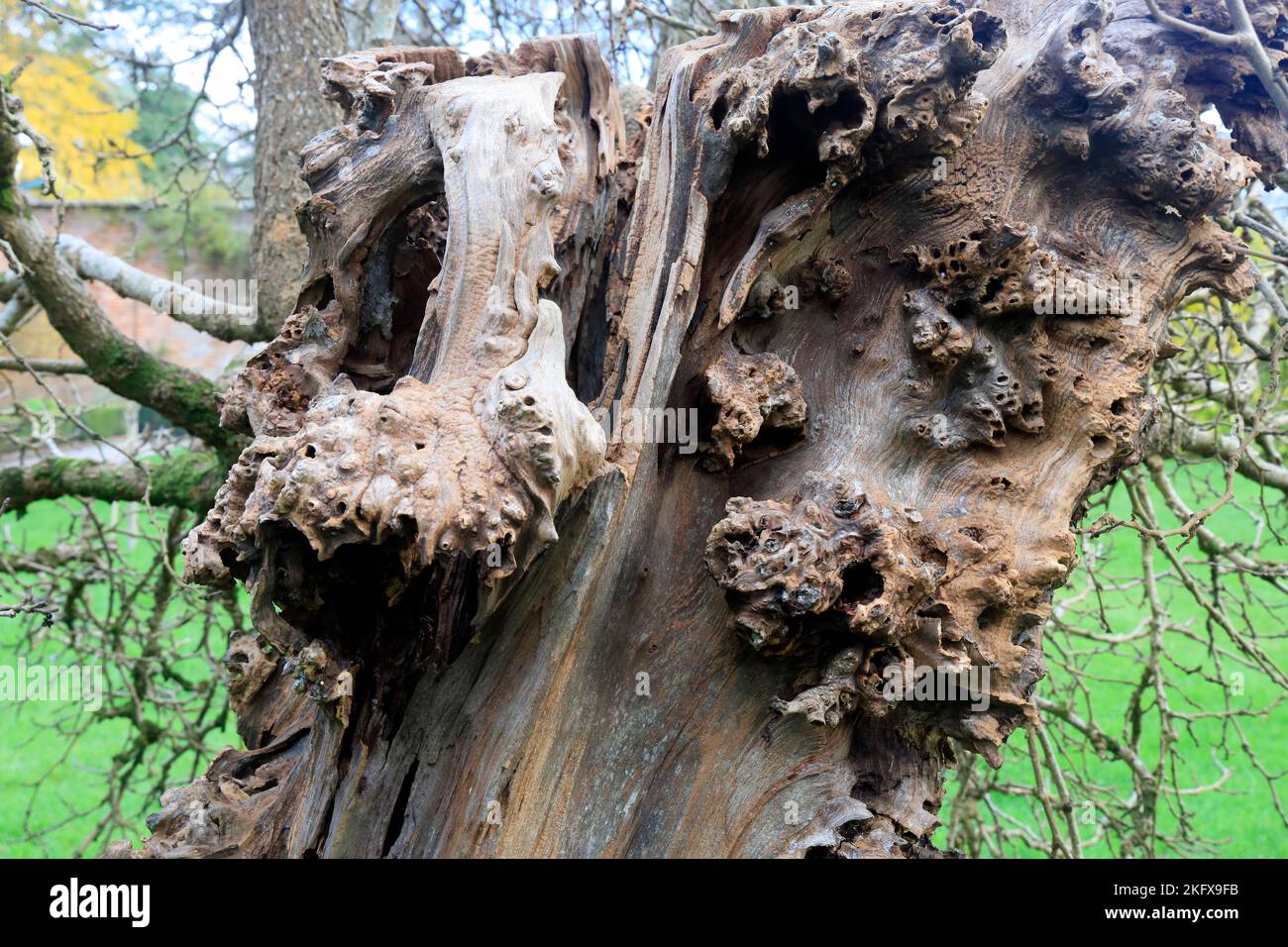 Black mulberry tree showing gnarled trunk. St Fagans National History ...