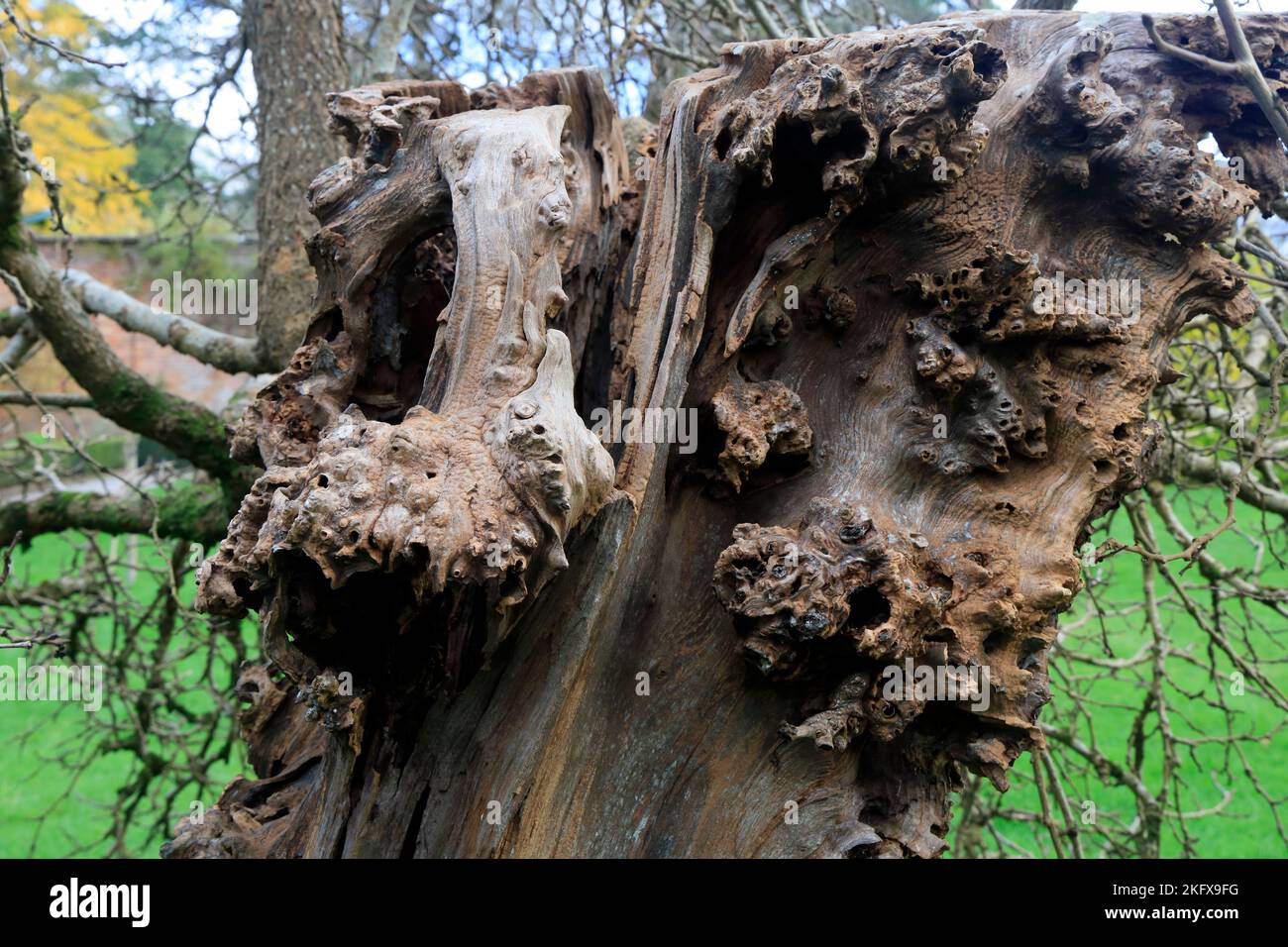 Black mulberry tree showing gnarled trunk. St Fagans National History ...