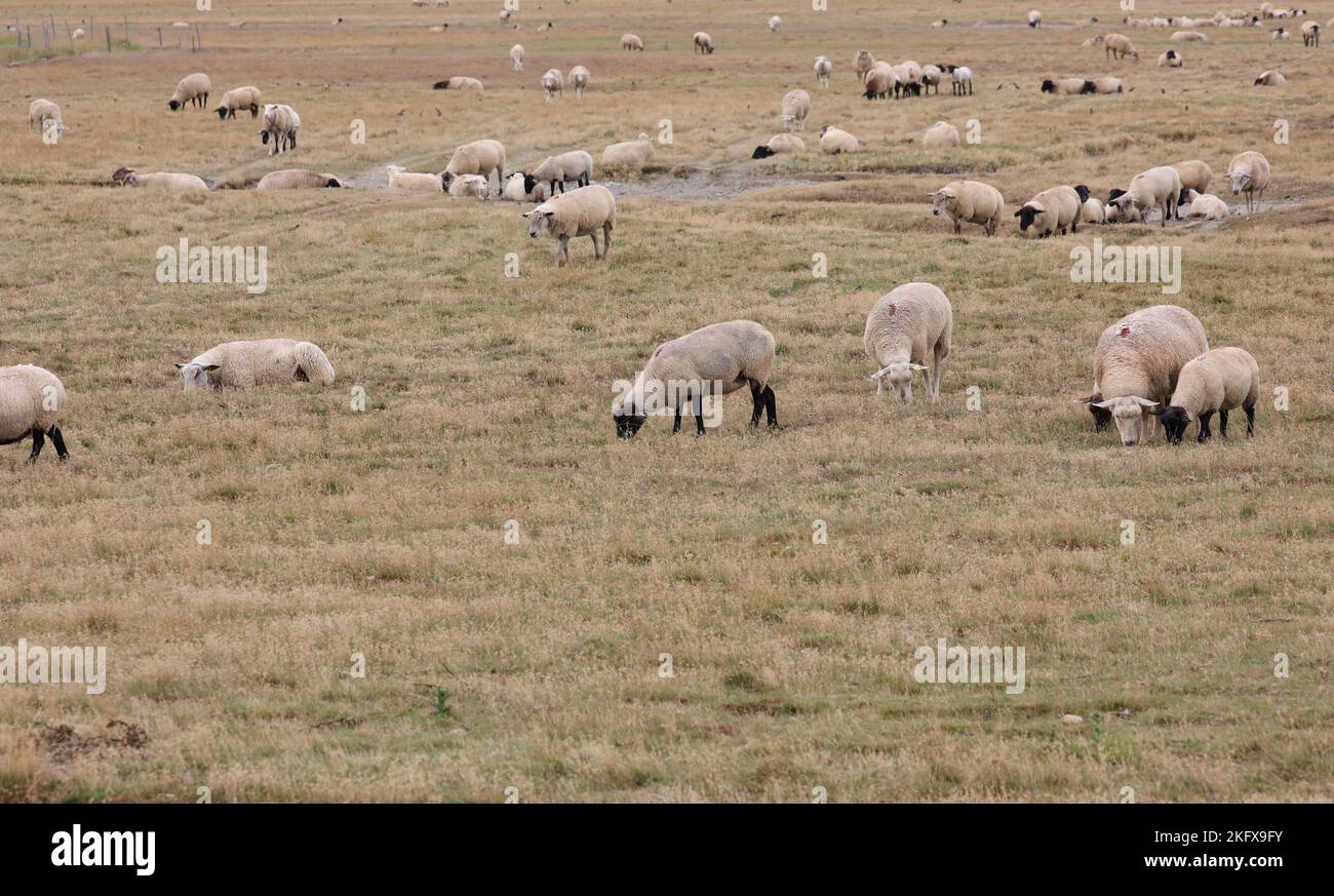 Sheeps legs hi-res stock photography and images - Alamy