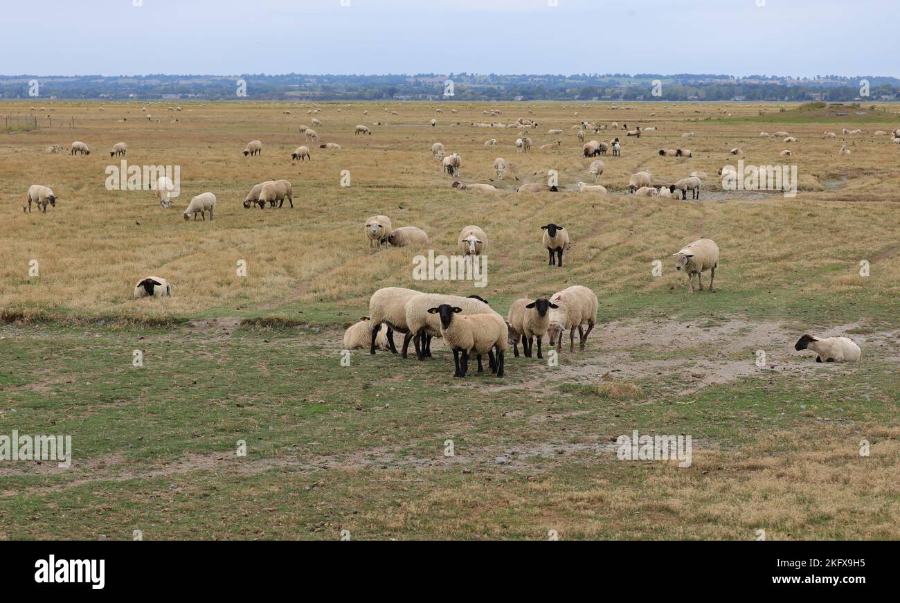 Sheep suffolk merino hi-res stock photography and images - Alamy
