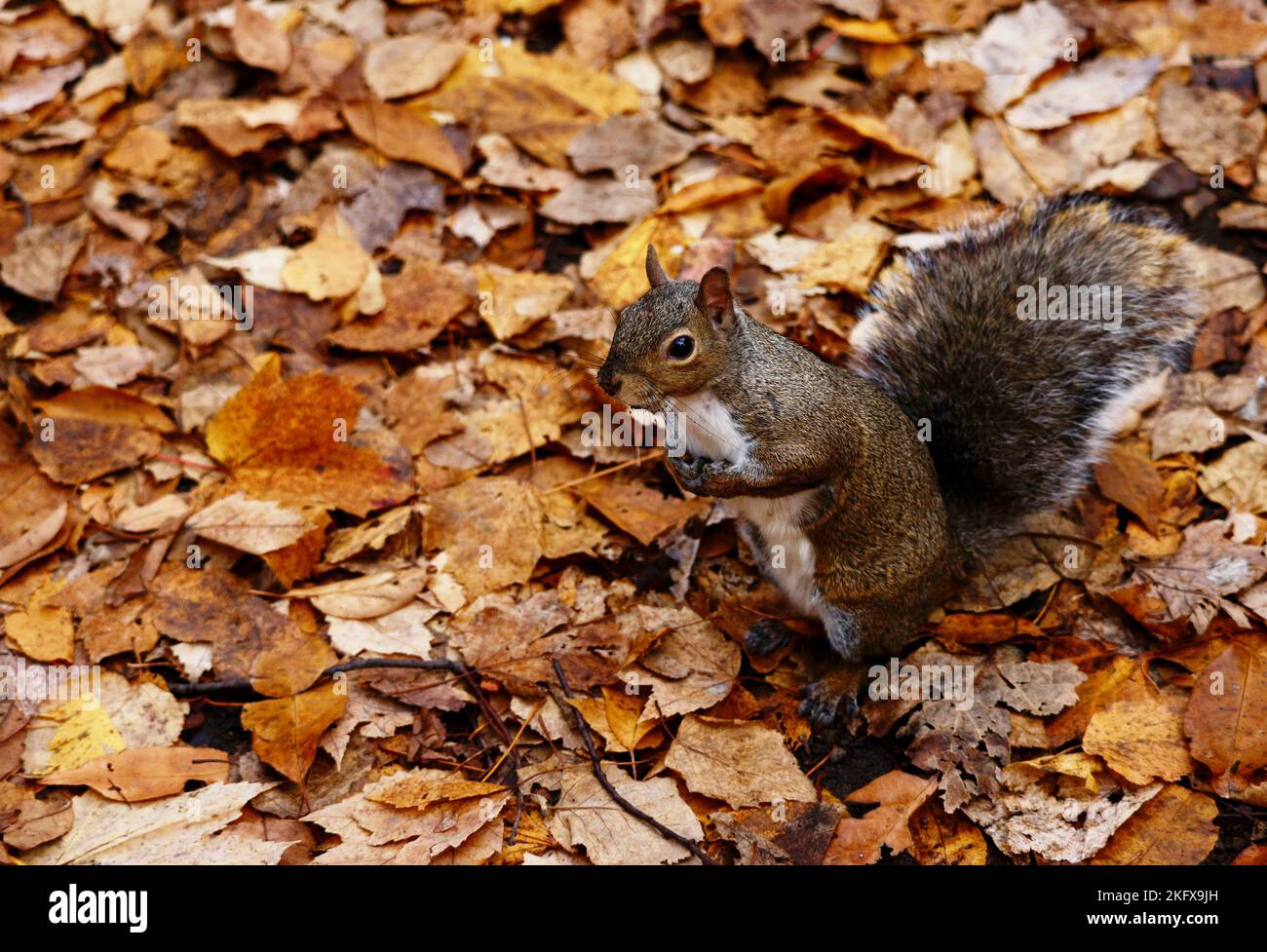 Cute squirrel on hind legs with front paws across chest, sitting ...