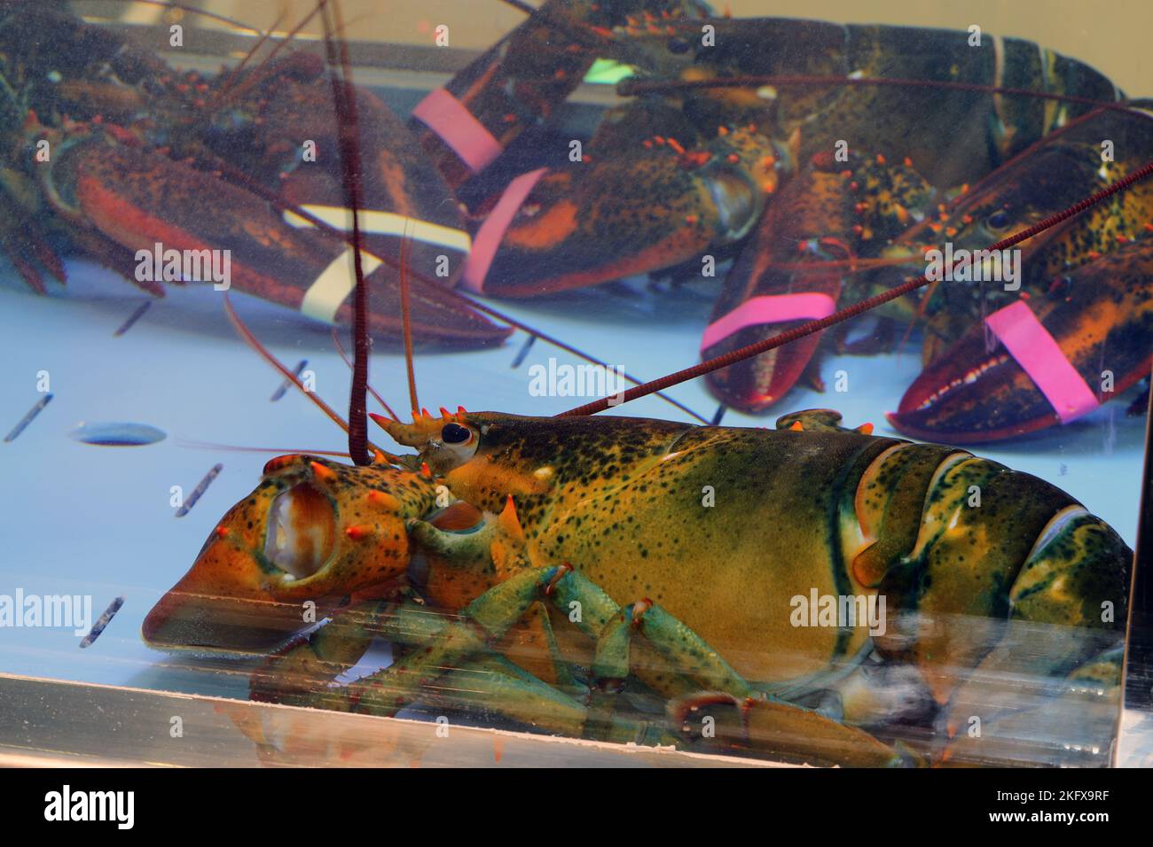 large claws of the live Lobster in the restaurant aquarium ready to be cooked Stock Photo - Alamy