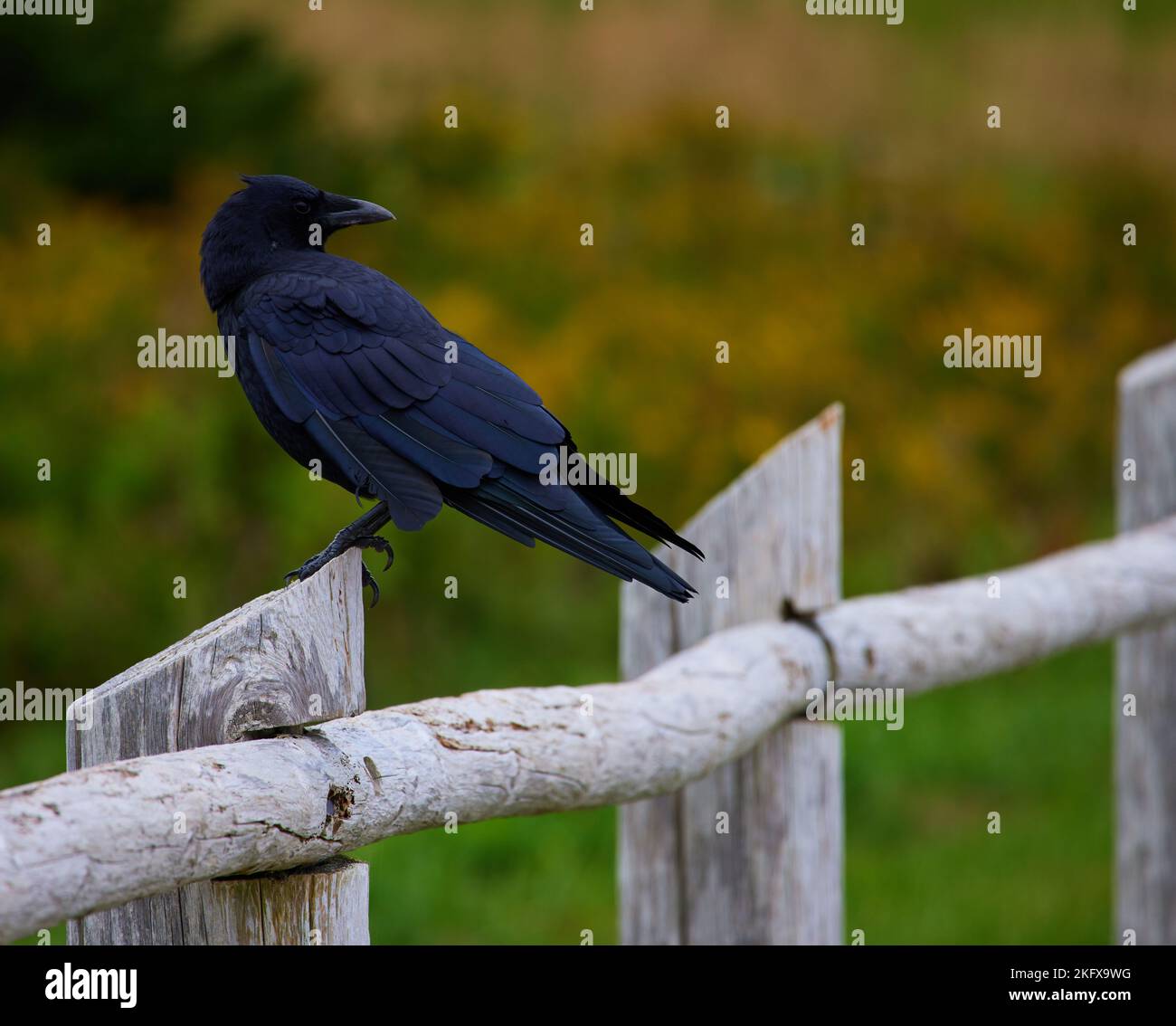 A raven perched on a wooden fence post while looking over its back ...