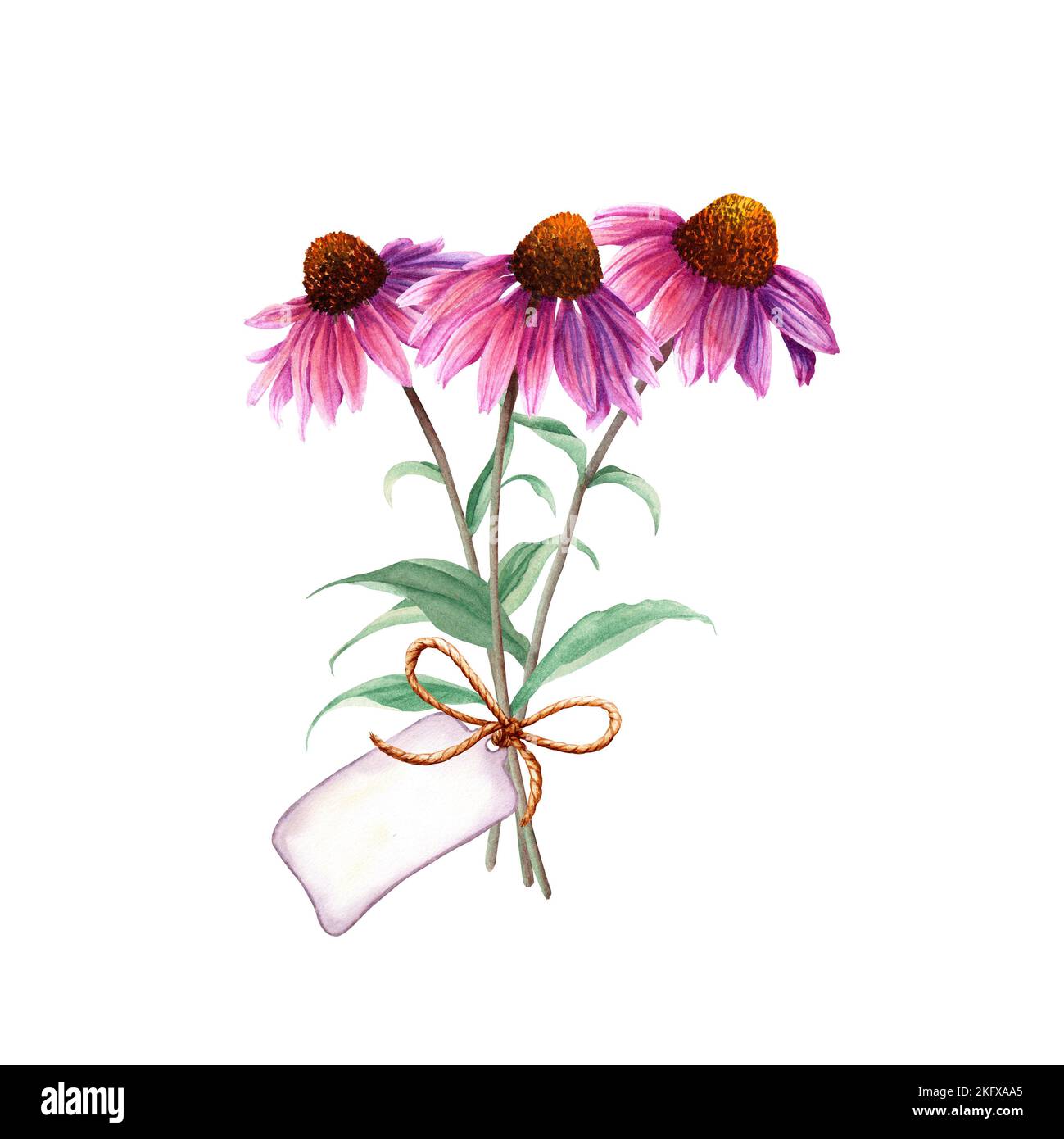 Herb flower Echinacea bouquet with label . Hand drawn watercolor ...
