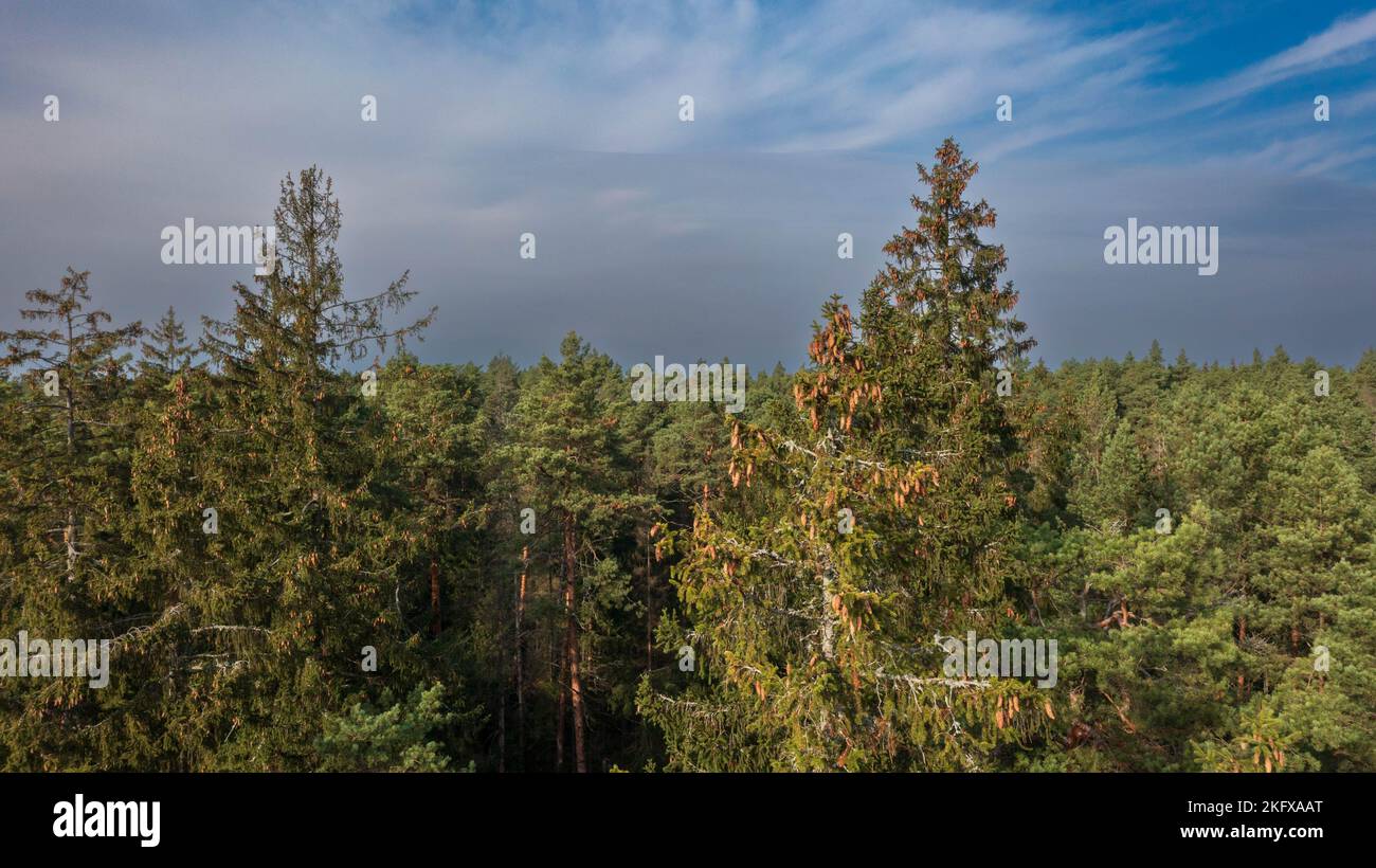 Ful tree hi-res stock photography and images - Alamy