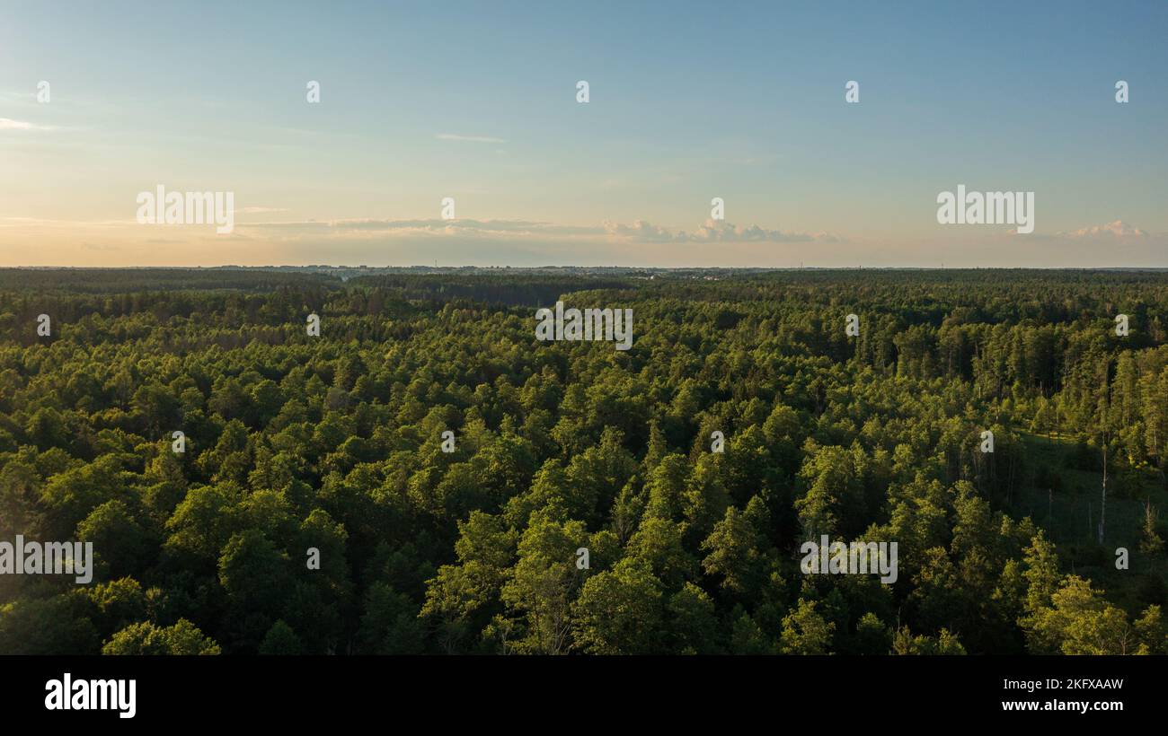 Polish part of Bialowieza Forest to Hajnowka aerial view, Podlaskie ...