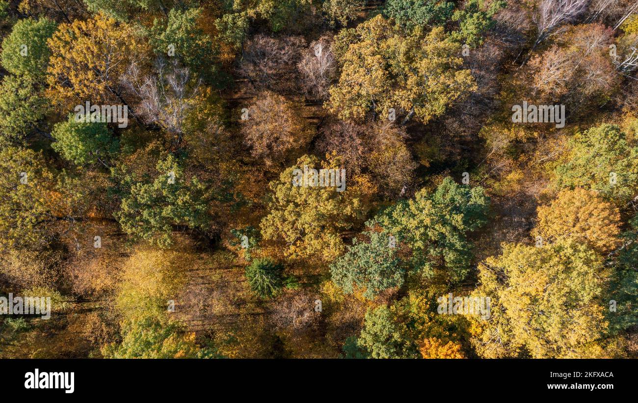 Polish part of Bialowieza Forest to east from Hajnowka aerial view top ...
