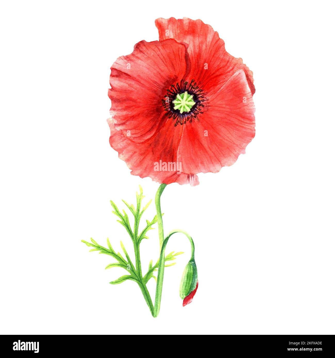 Poppy flower hand drawn watercolor illustrations isolated on white ...