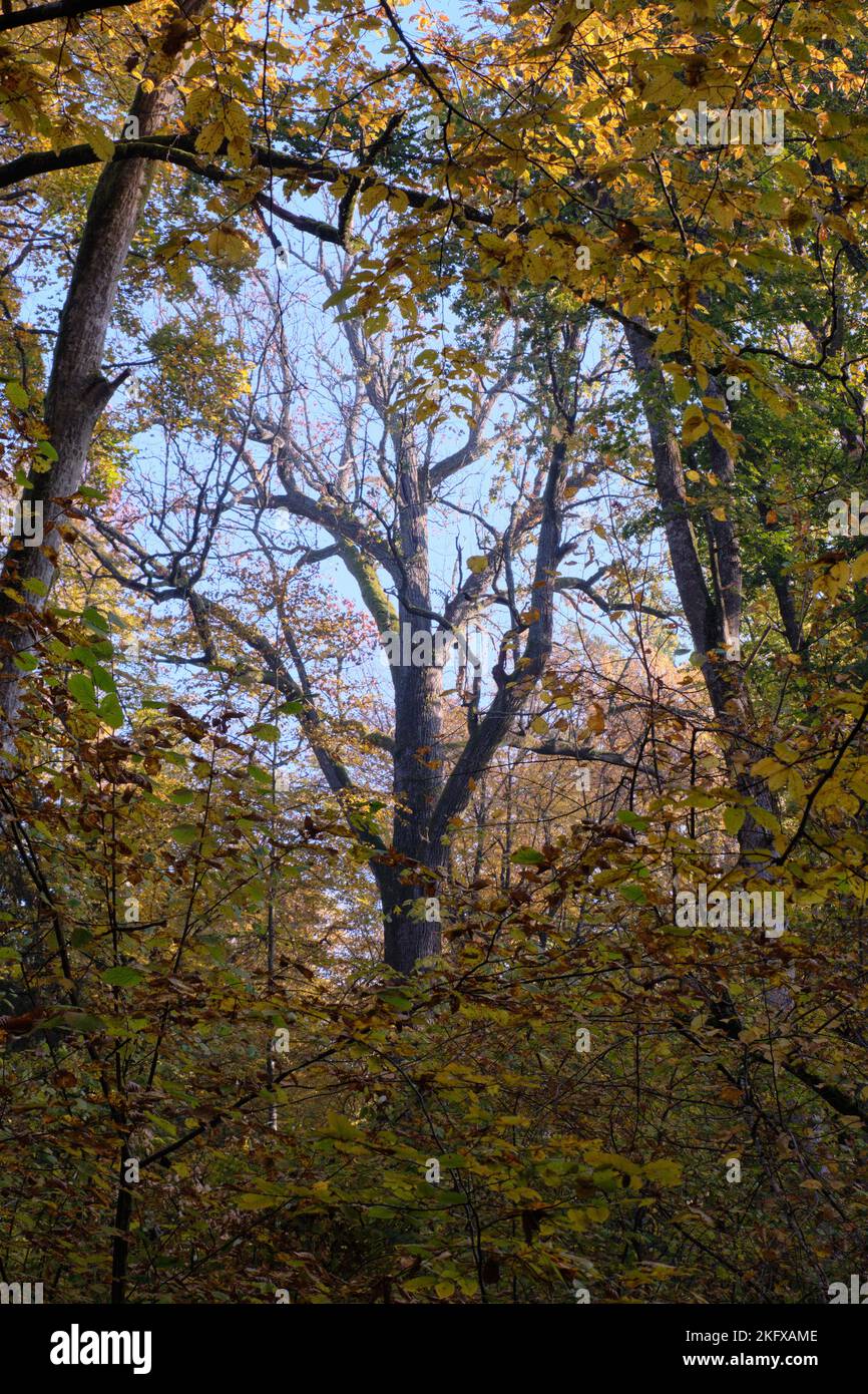 Old oak tree crown backlite in fall upwards, Bialowieza Forest, Poland ...