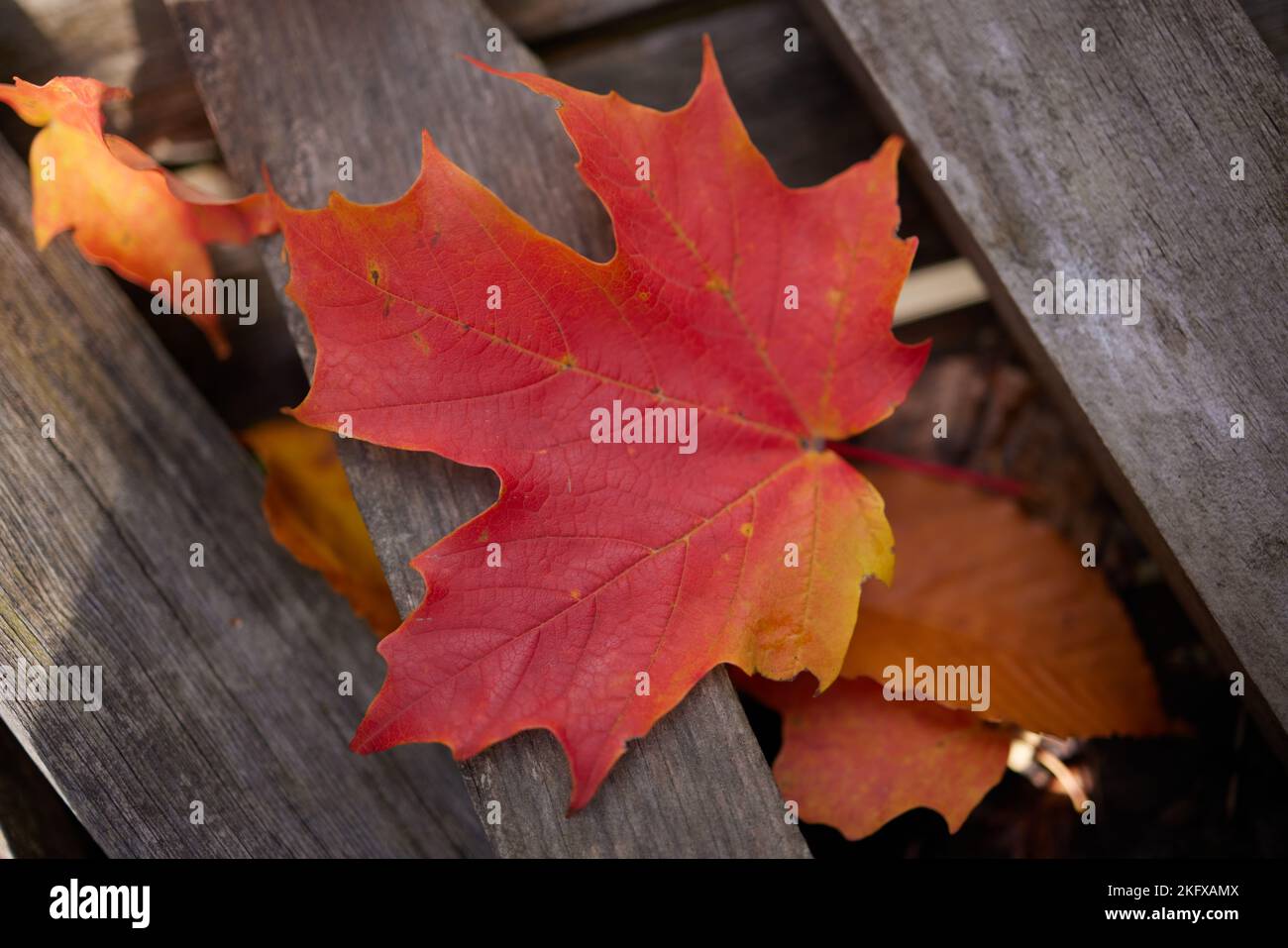 Leaf from a maple tree in the fall, resting on some pieces of wood ...