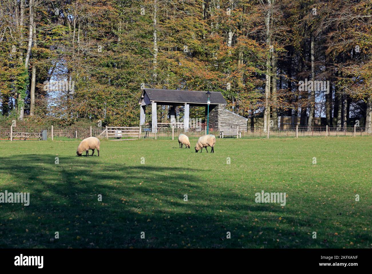 Maentwrog Hayshed and grazing sheep. St Fagans National Museum of ...