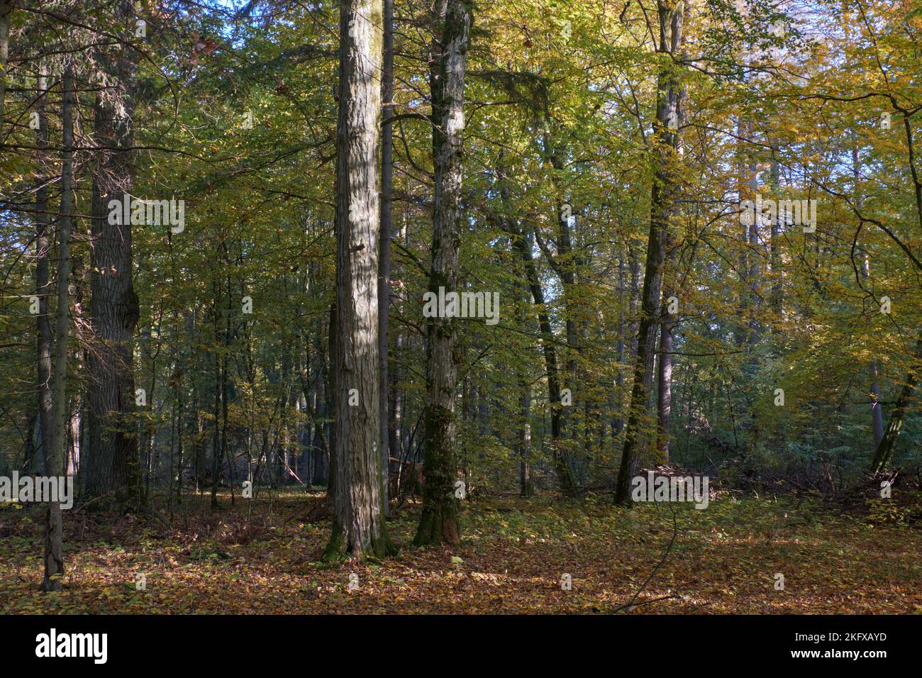 Oak and hornbeam deciduous stand in fall, Bialowieza Forest, Poland ...