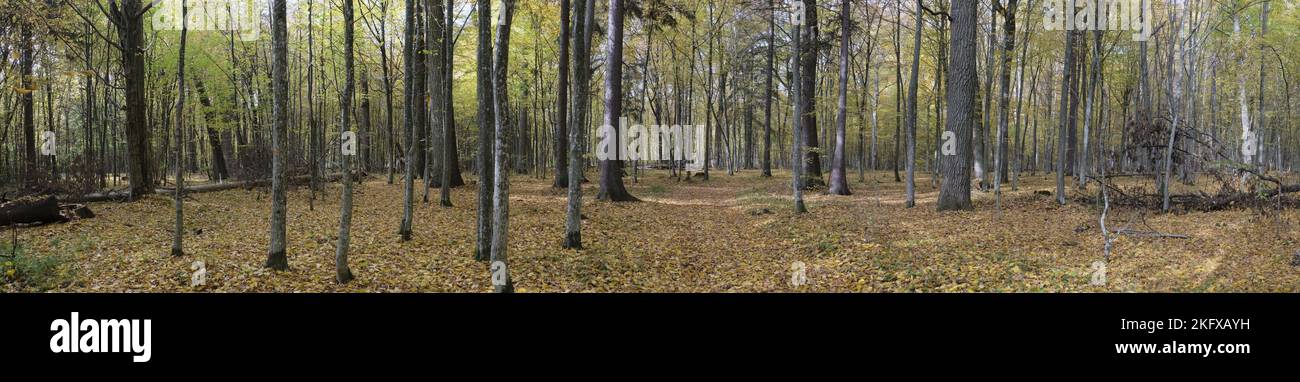 Natural european deciduous autumnal forest panorama with tourist trail ...