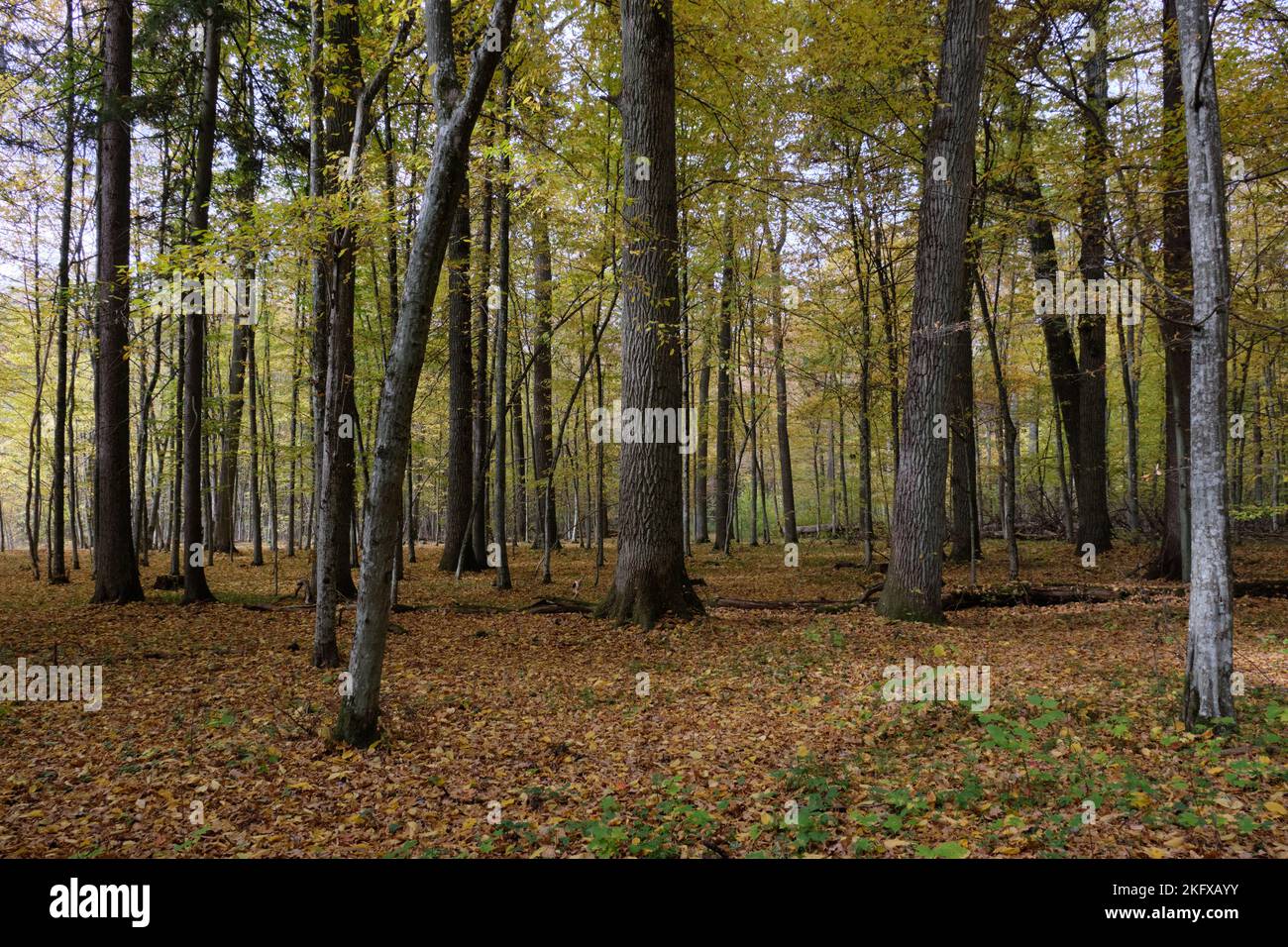 Autumnal midday in deciduous forest stand with oak trees and dry leaves ...