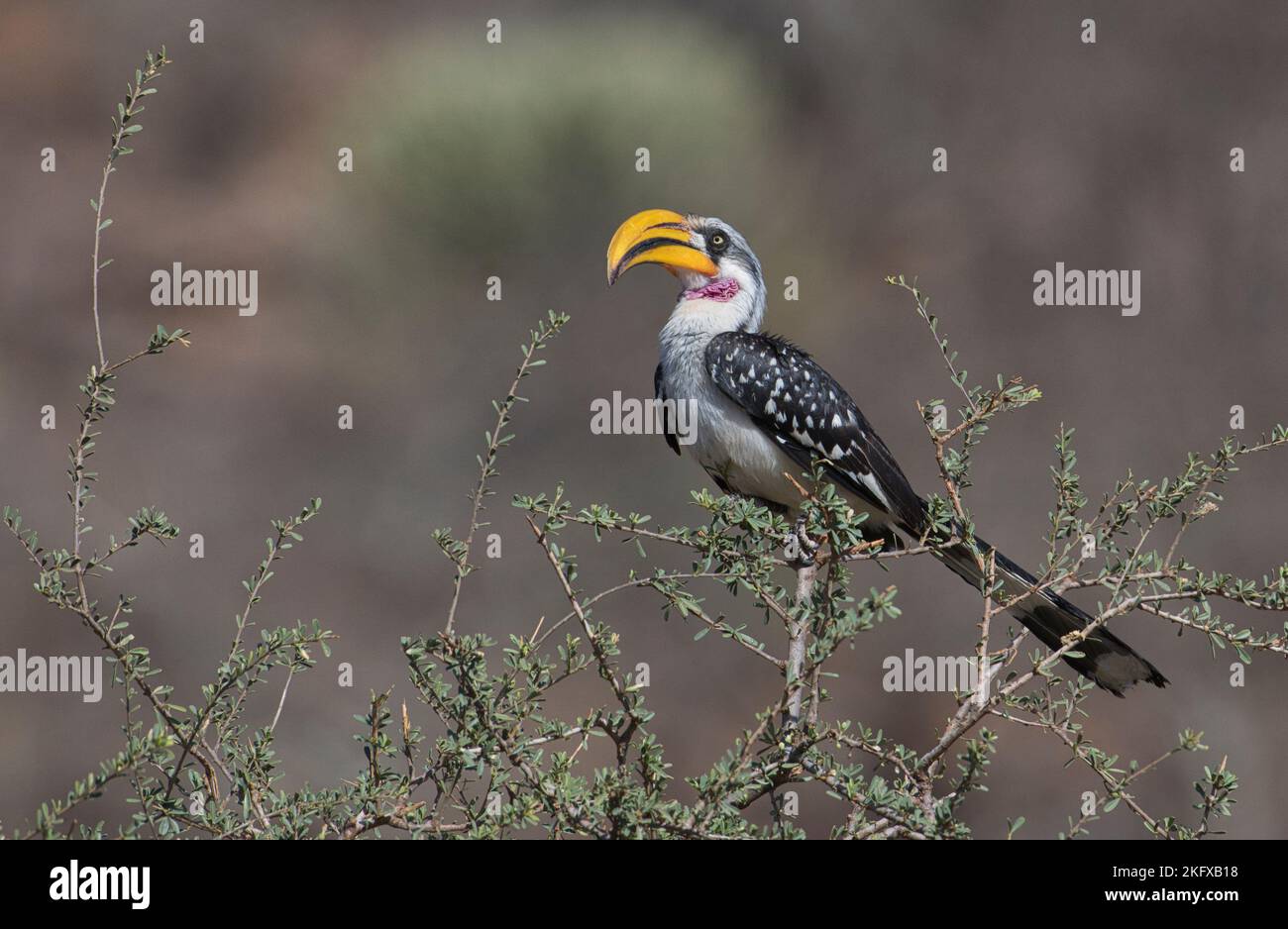 Eastern yellow-billed hornbill (Tockus flavirostris). Male, displaying ...