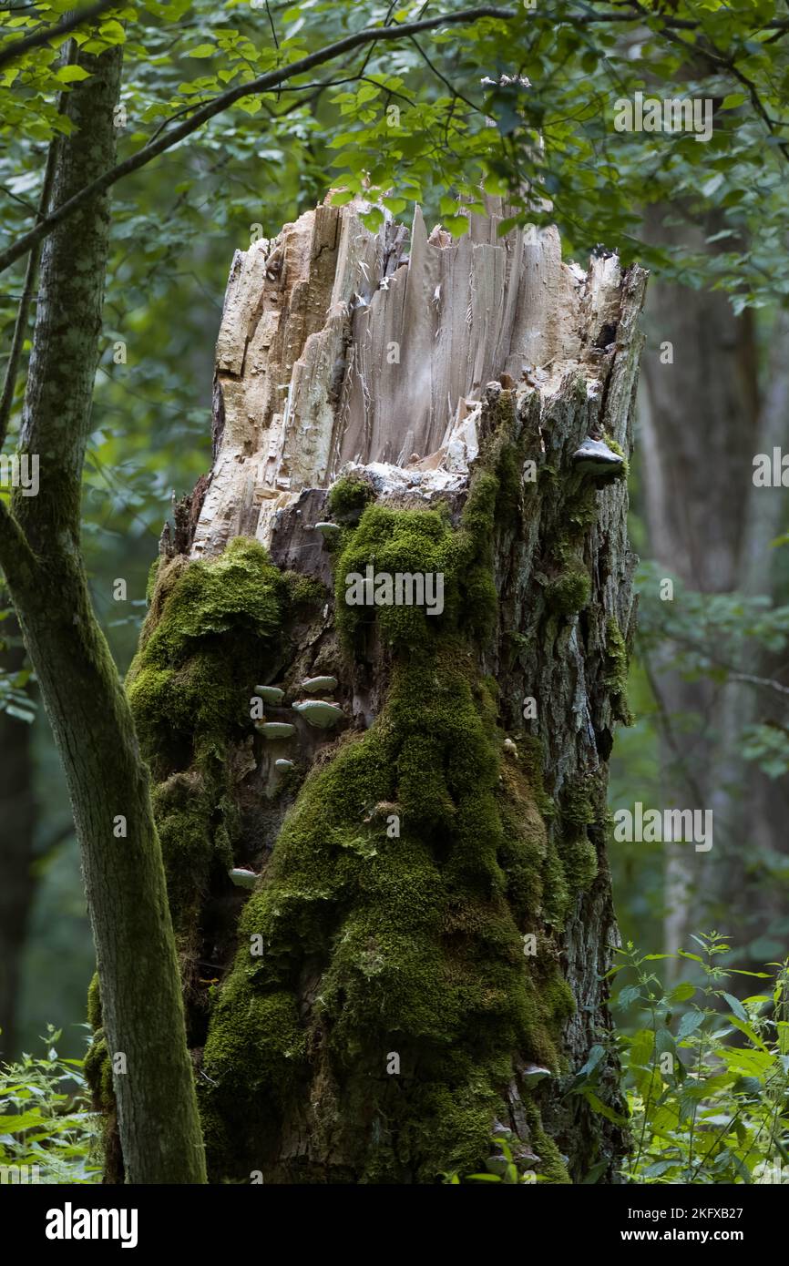 Moss wrapped broken maple tree stump, Bialowieza Forest, Poland, Europe ...