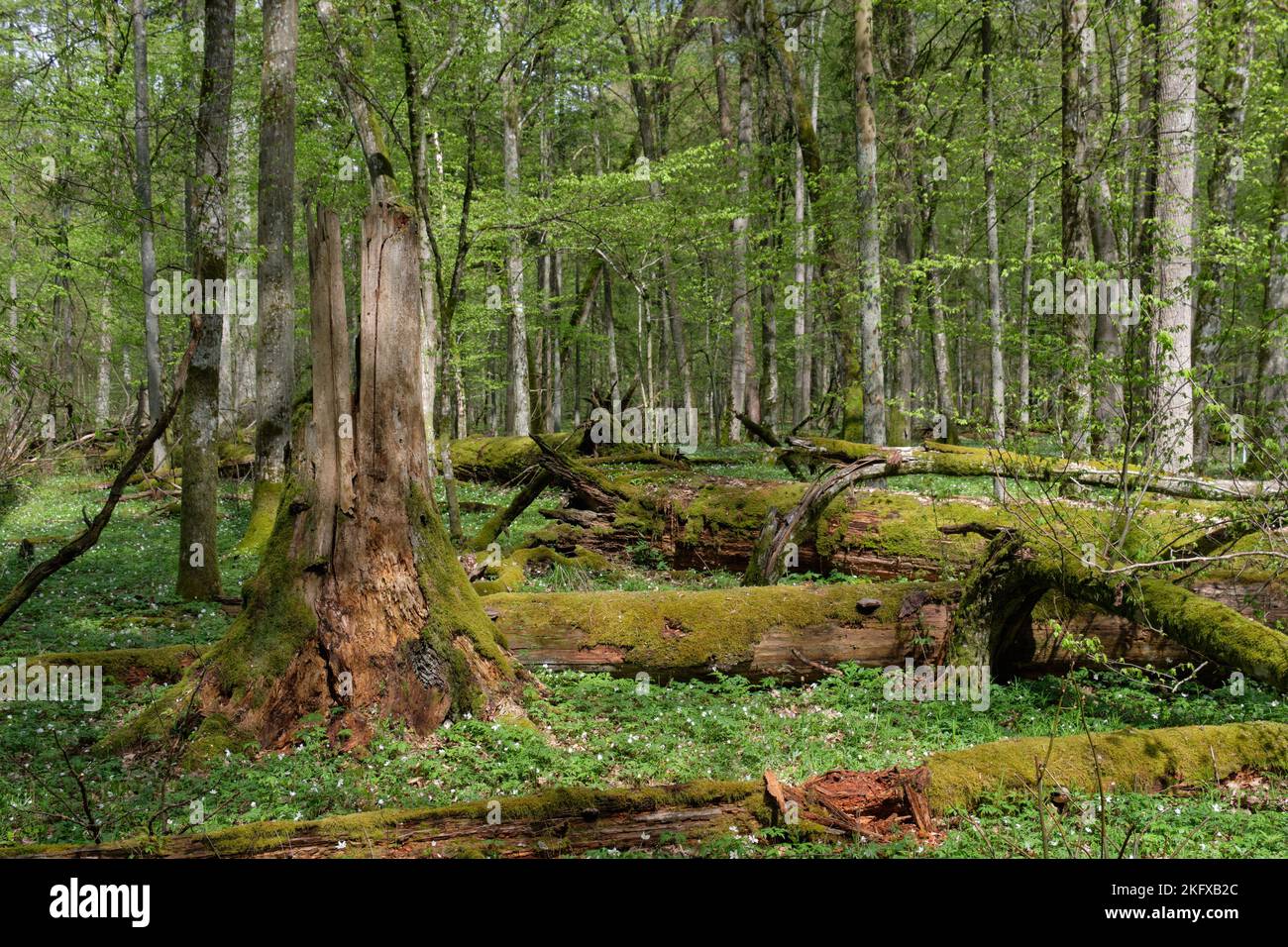 Oak and hornbeam tree deciduous forest in spring with dead wood moss ...