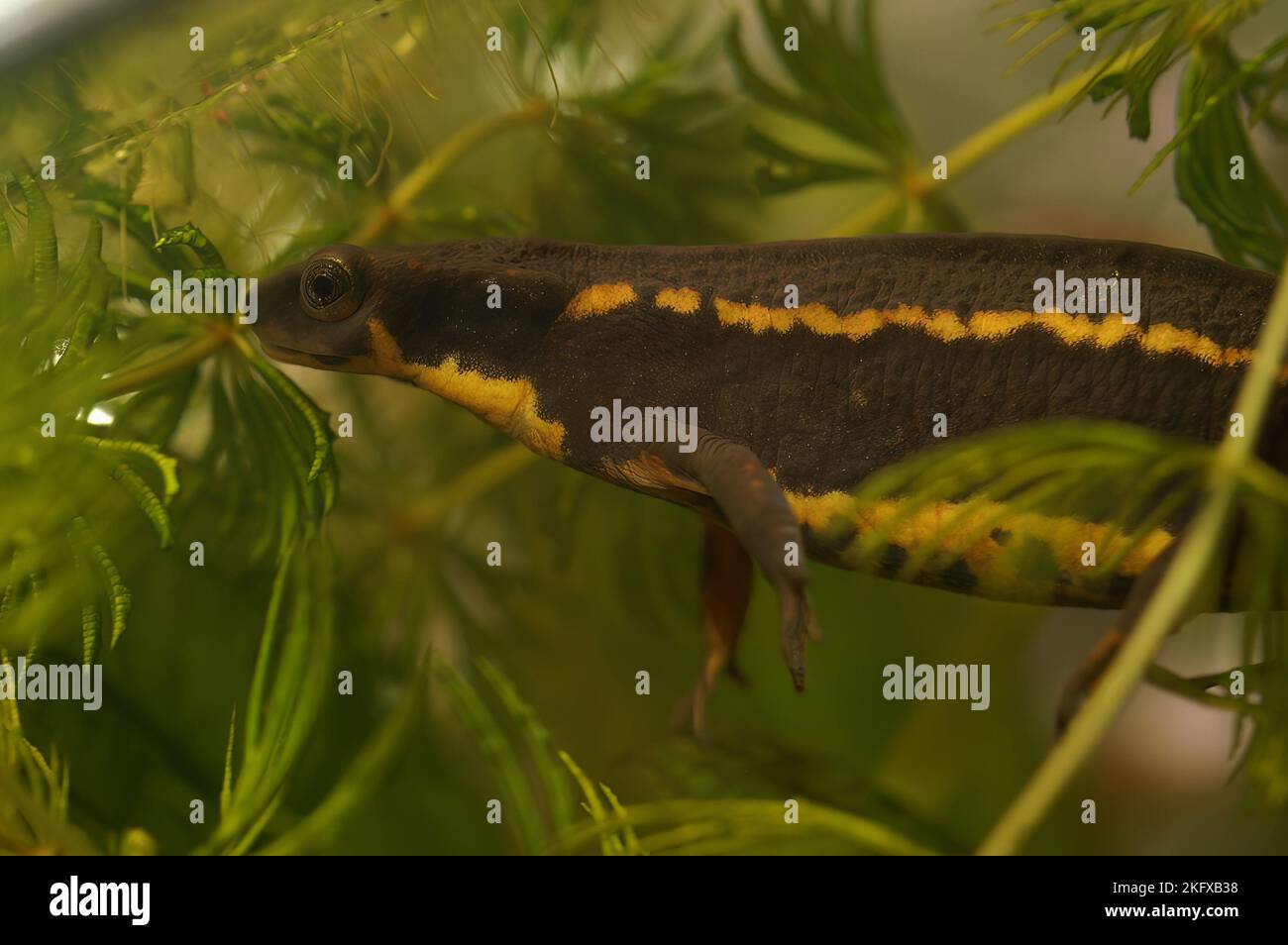 Closeup on a gravid female Japanese endangered Riu-Kiu sword-tailed ...