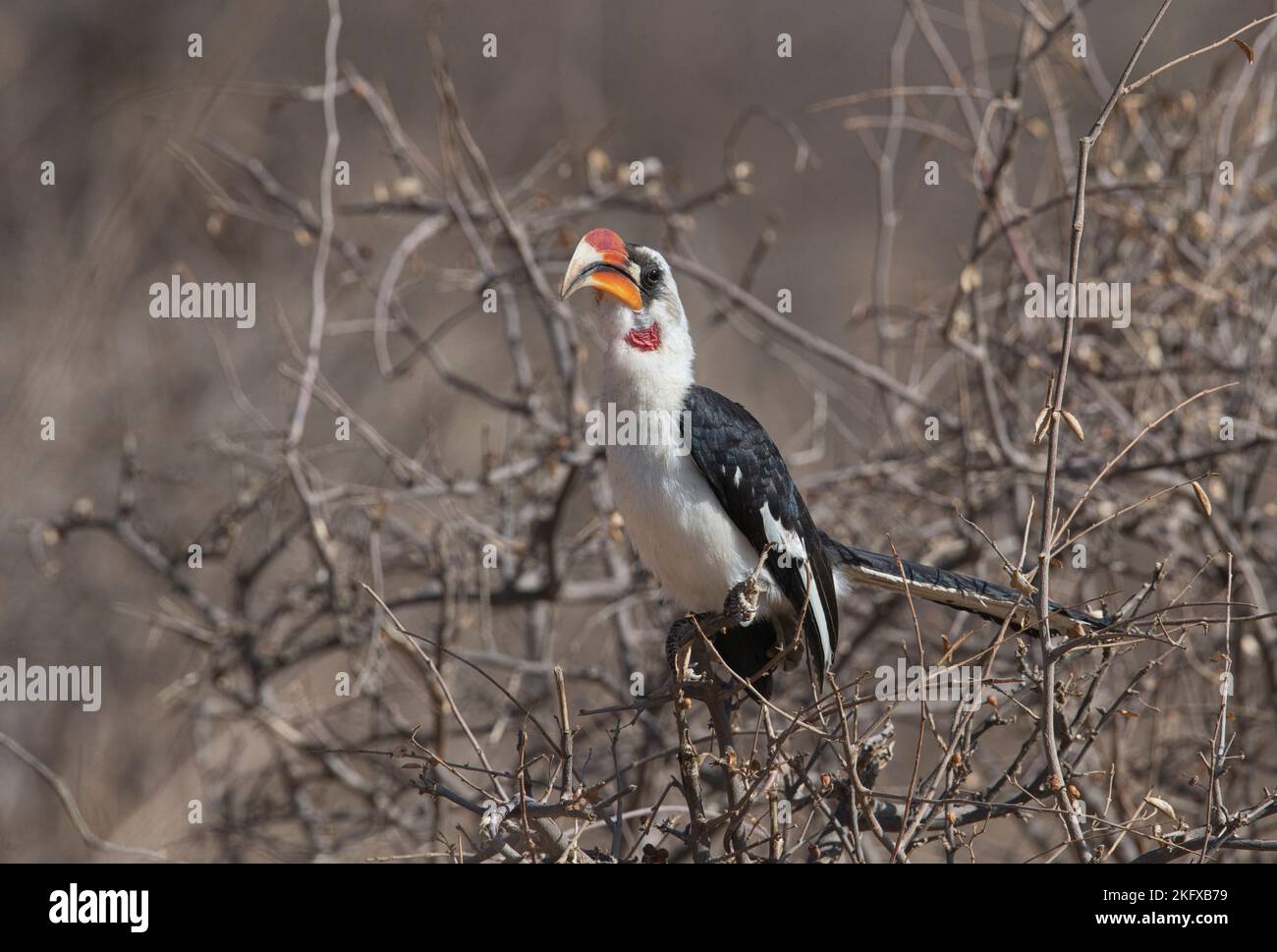 Von der deckens hornbill tockus deckeni adult male hi-res stock ...