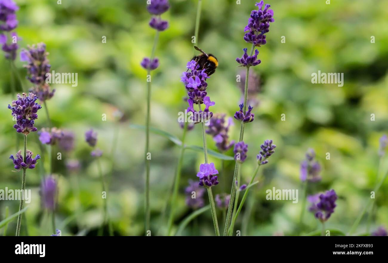 A bee pollinating on a purple flower plant in the garden Stock Photo ...