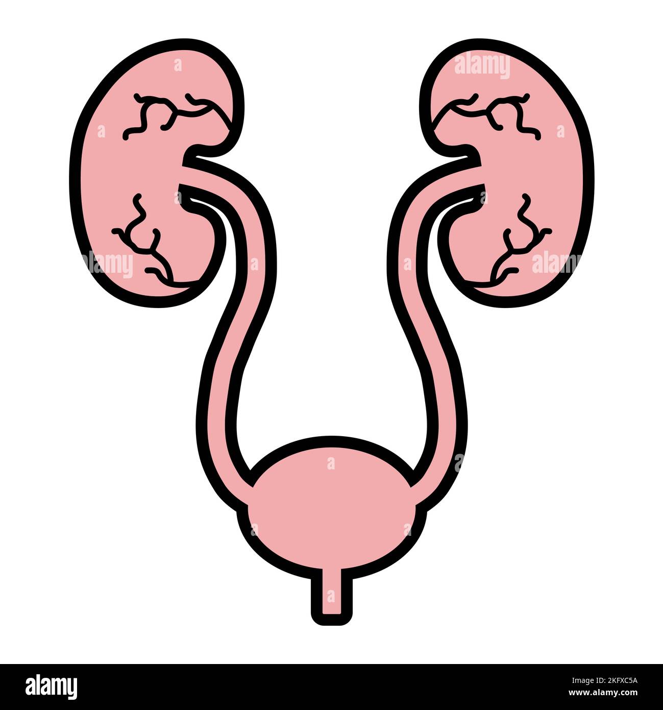 Urology health human icon, anatomy medical body bladder sign, biology ...