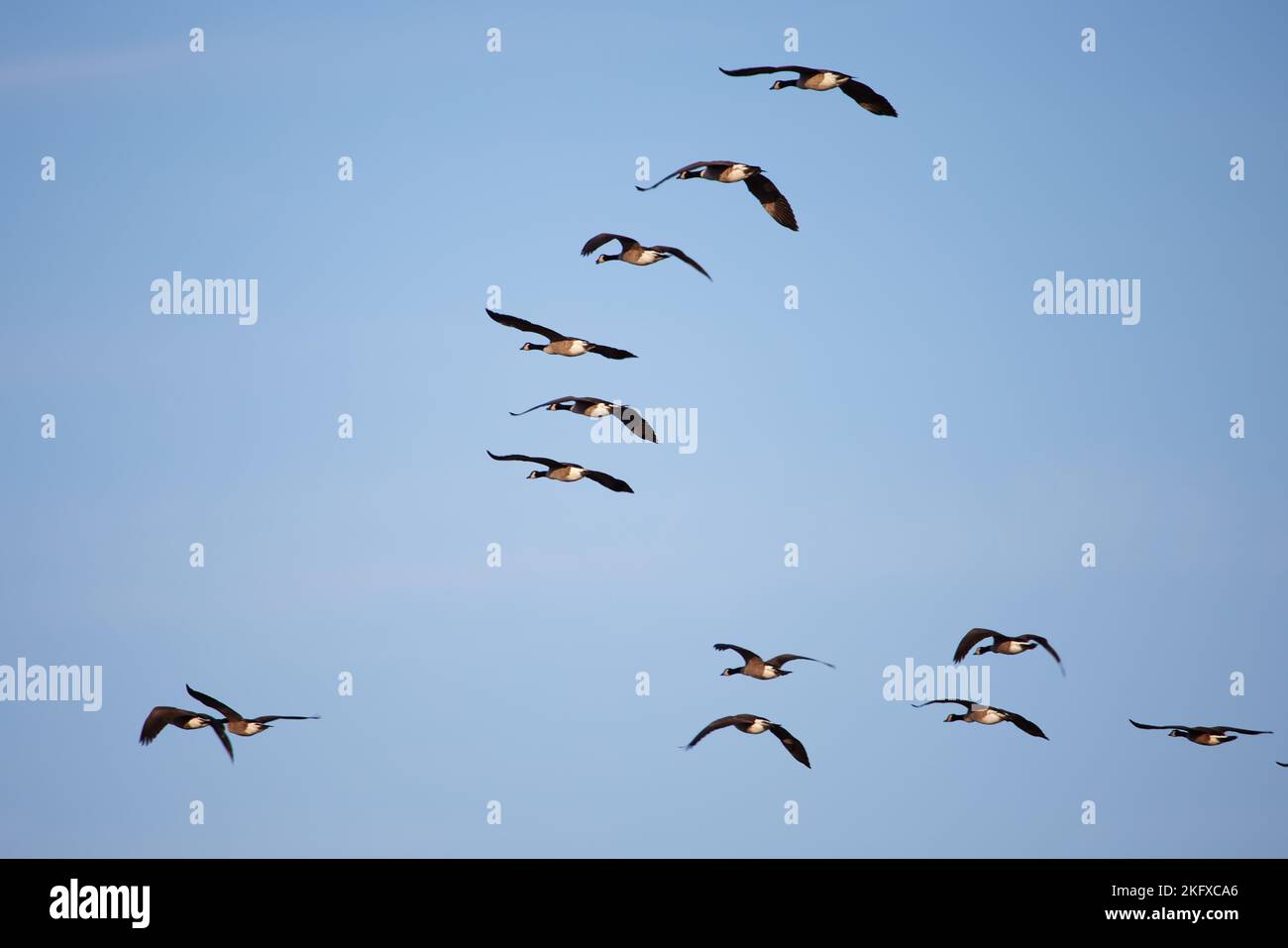 Geese flying together hi-res stock photography and images - Alamy