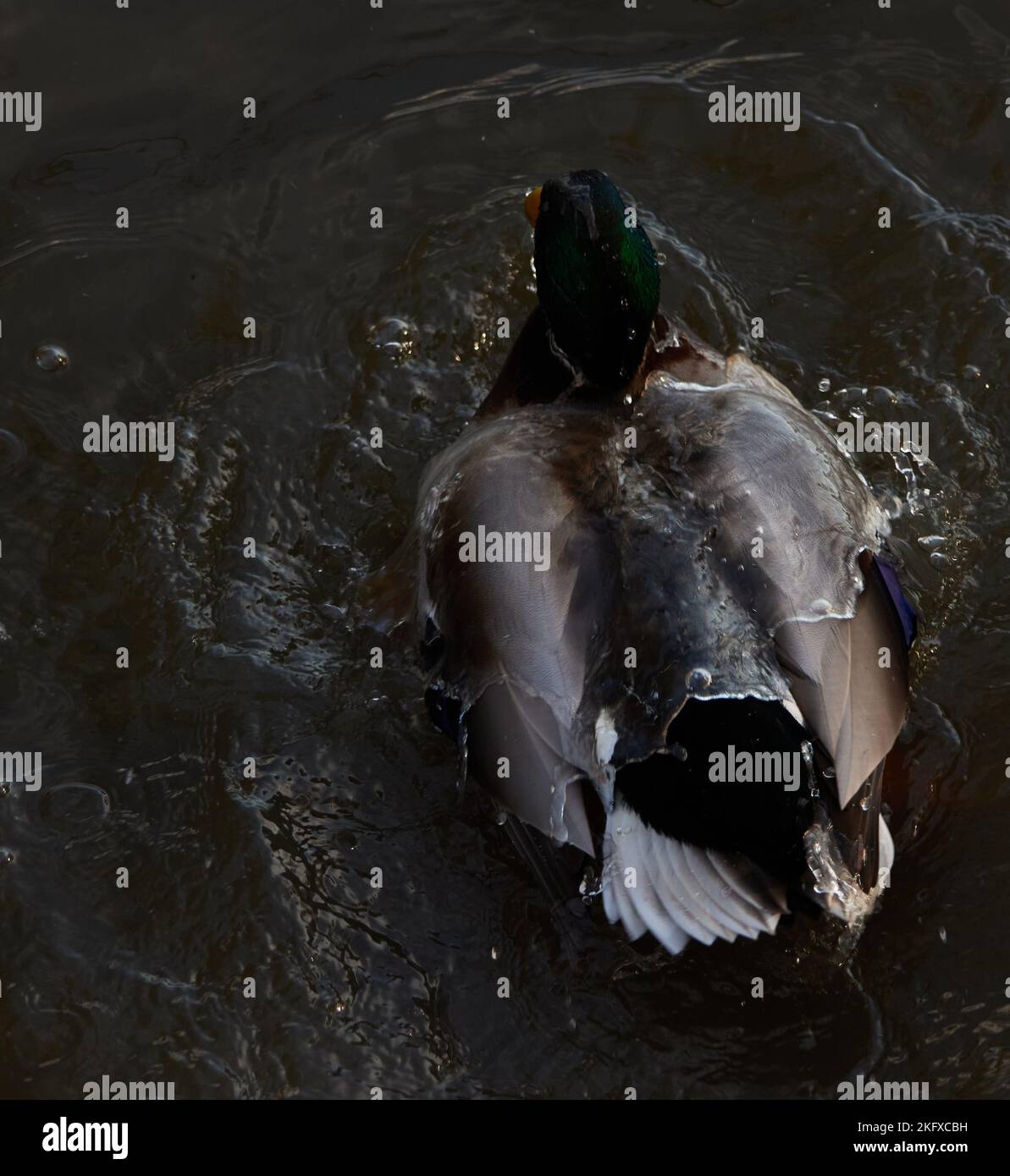 Water off a duck's back Stock Photo - Alamy