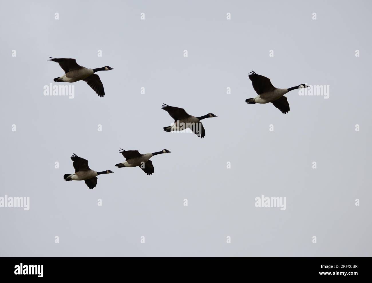 Flying together in the sky hi-res stock photography and images - Alamy