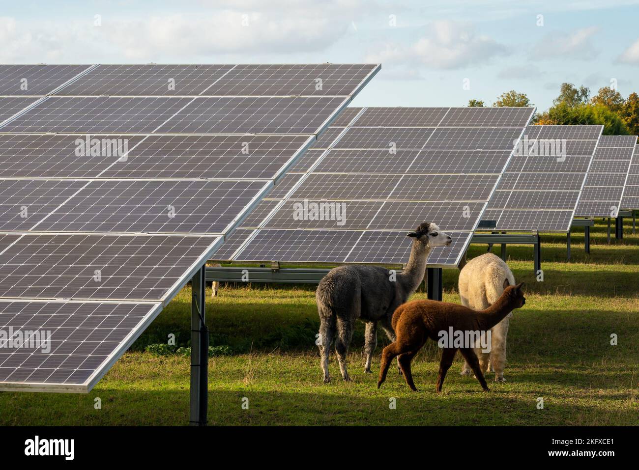 Animals grazing between solar panels, generation of renewable ...