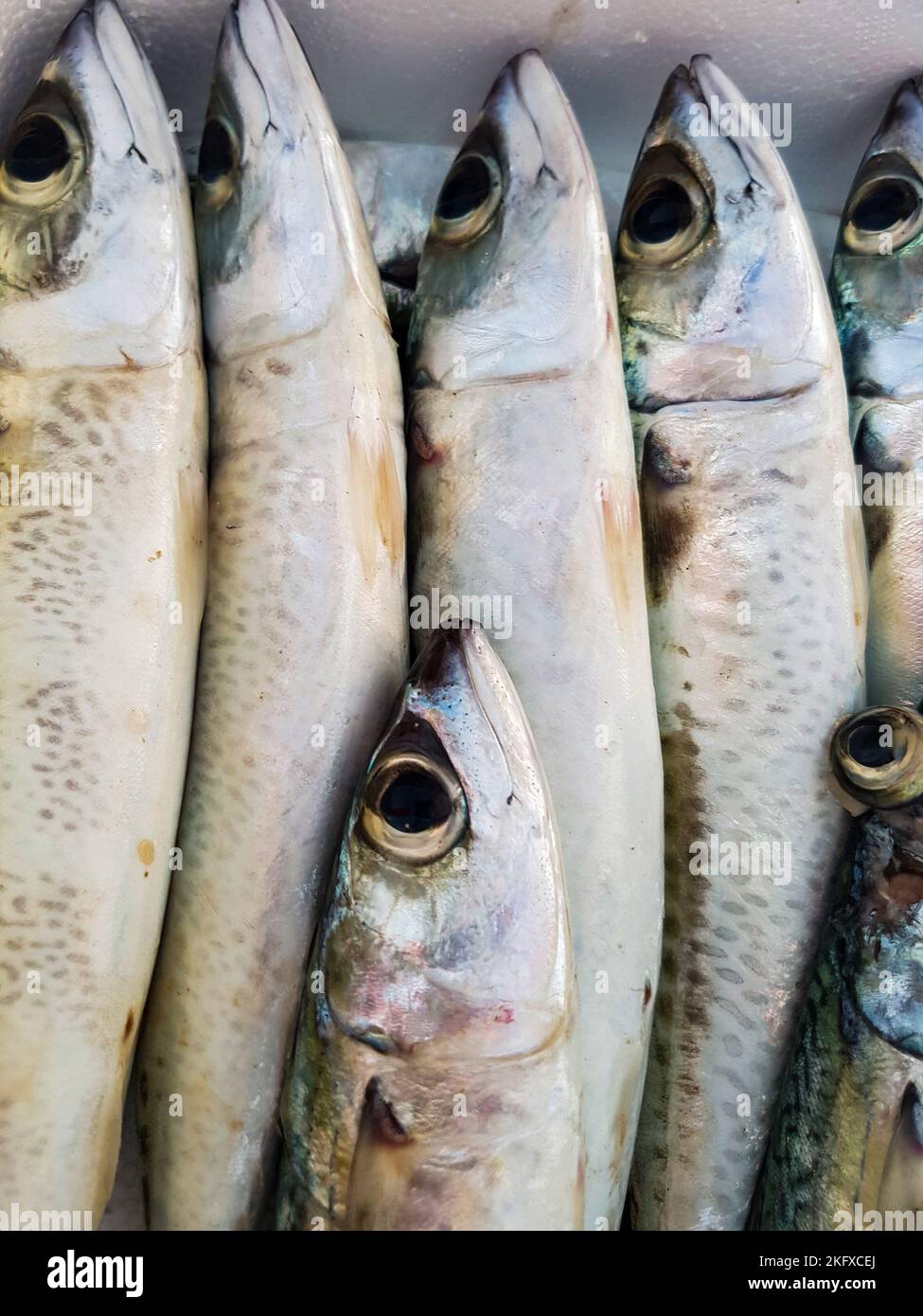 Closeup of the sardines on the market Stock Photo - Alamy