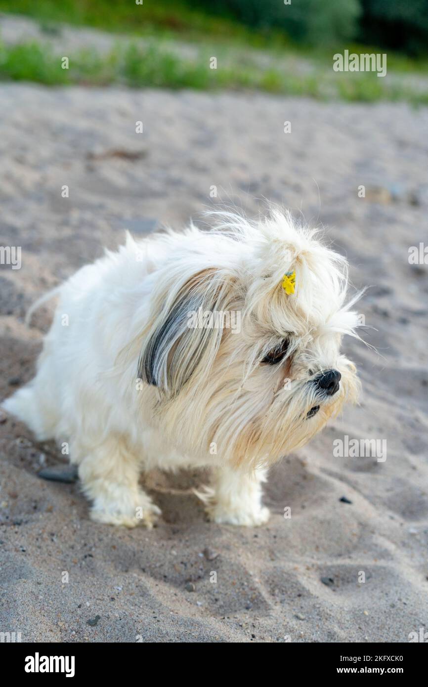 A vertical closeup shot of an adorable shih tzu dog on a sandy beach ...