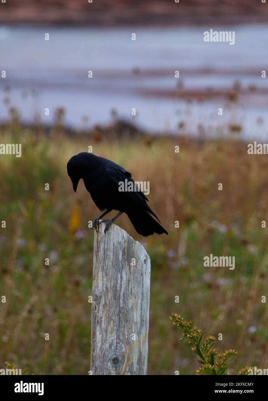 North shore of pei hi-res stock photography and images - Alamy