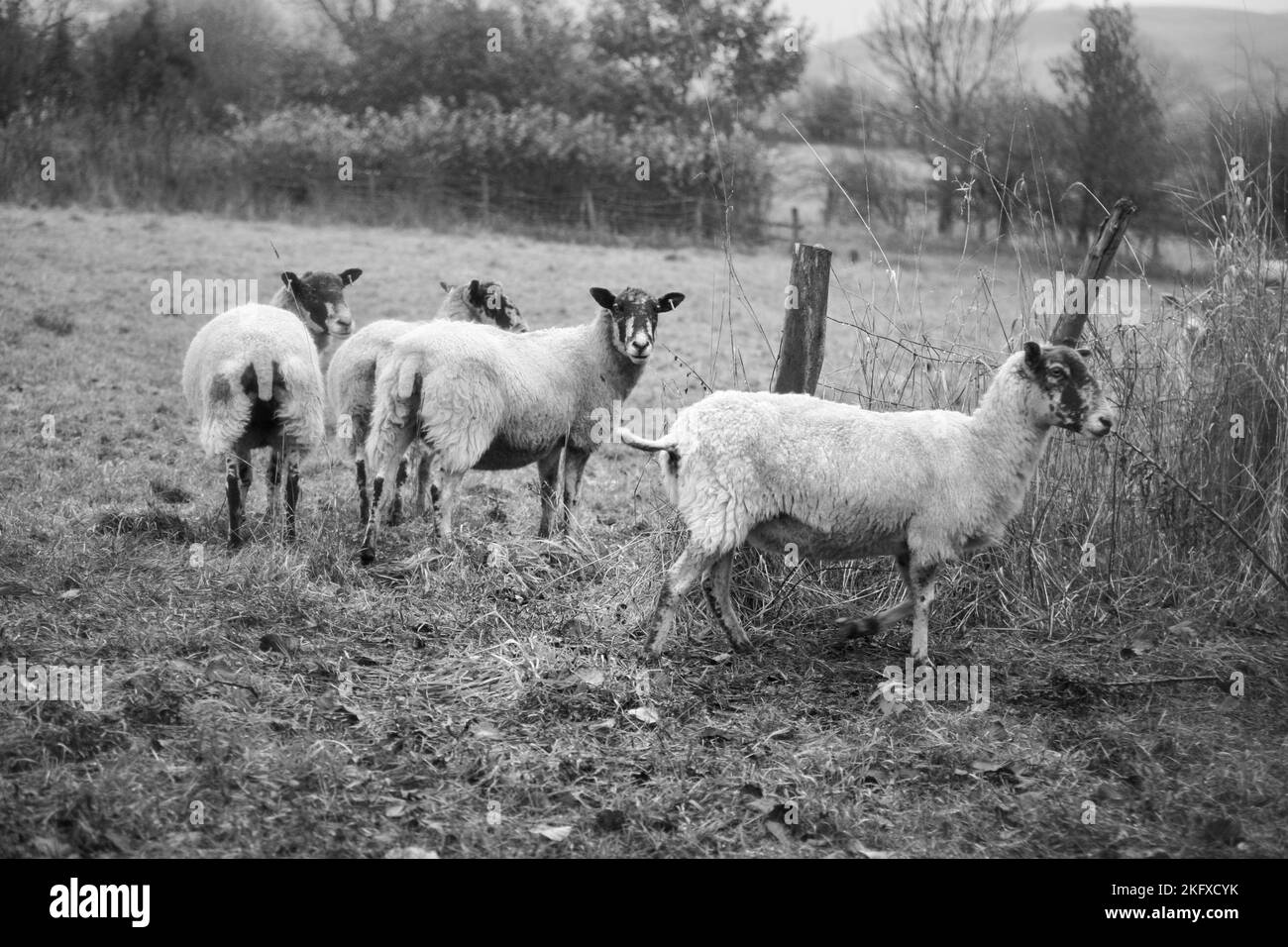 Holden hill Black and White Stock Photos & Images - Alamy