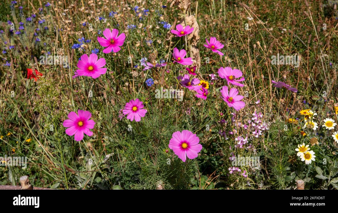 A closeup shot of blooming bright pink cosmos flowers in a garden Stock ...