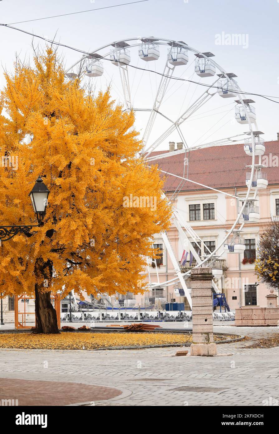 Famous ginkgo tree in autumn colours at Holy Trinity square in Osijek ...