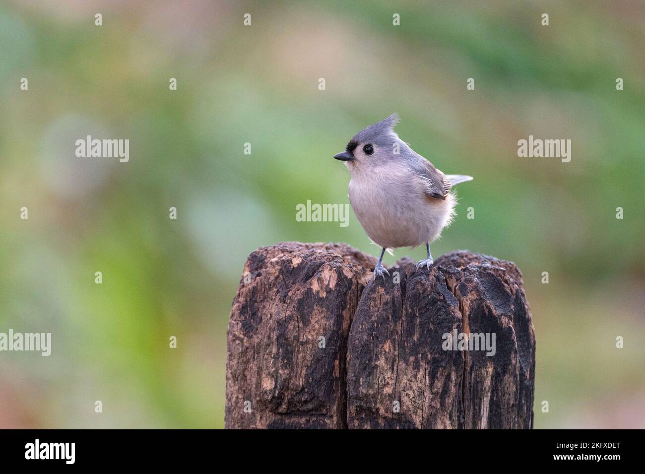 Perching tufted titmouse hi-res stock photography and images - Alamy