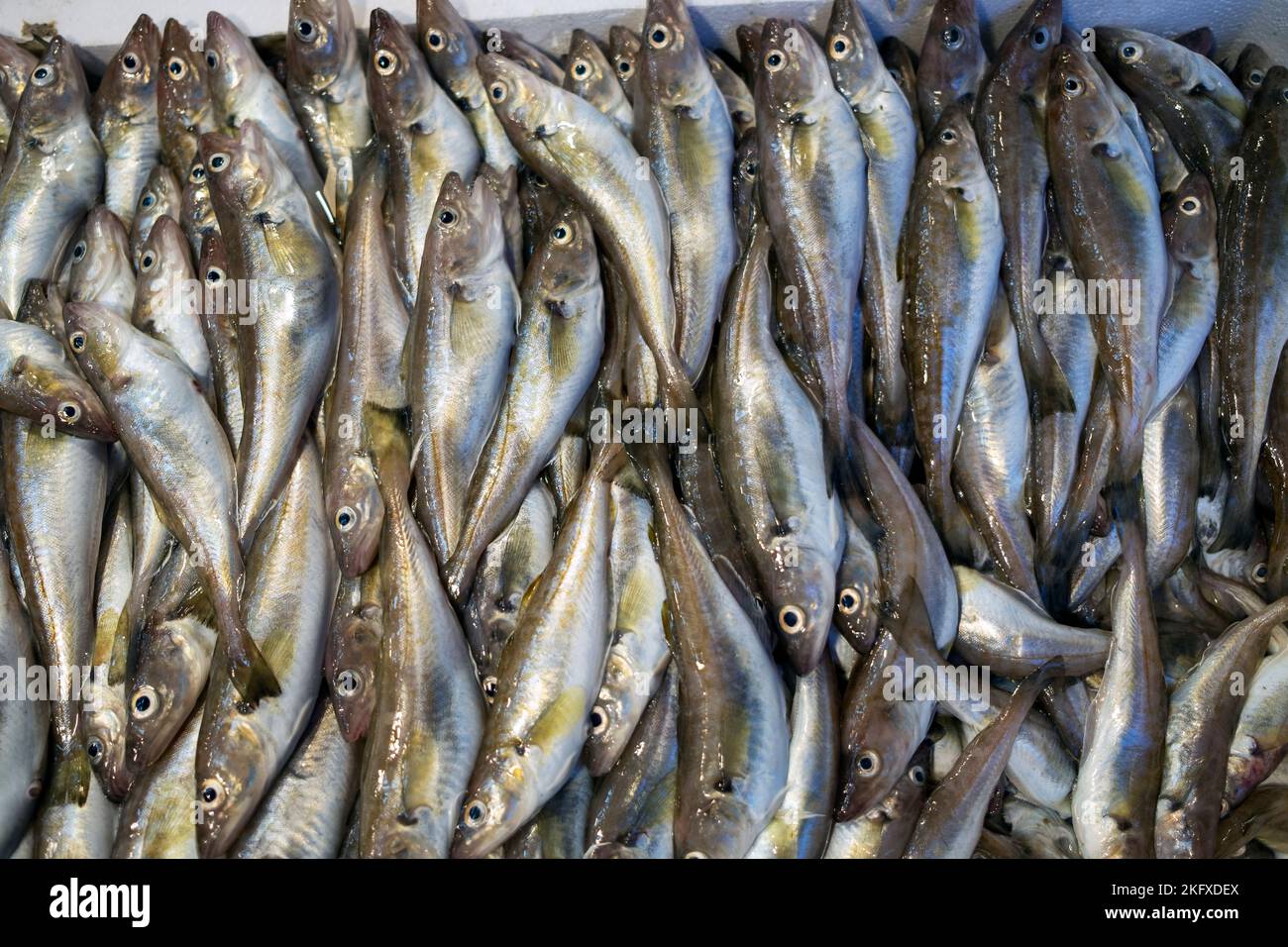 Aquaculture and fish health hi-res stock photography and images - Alamy
