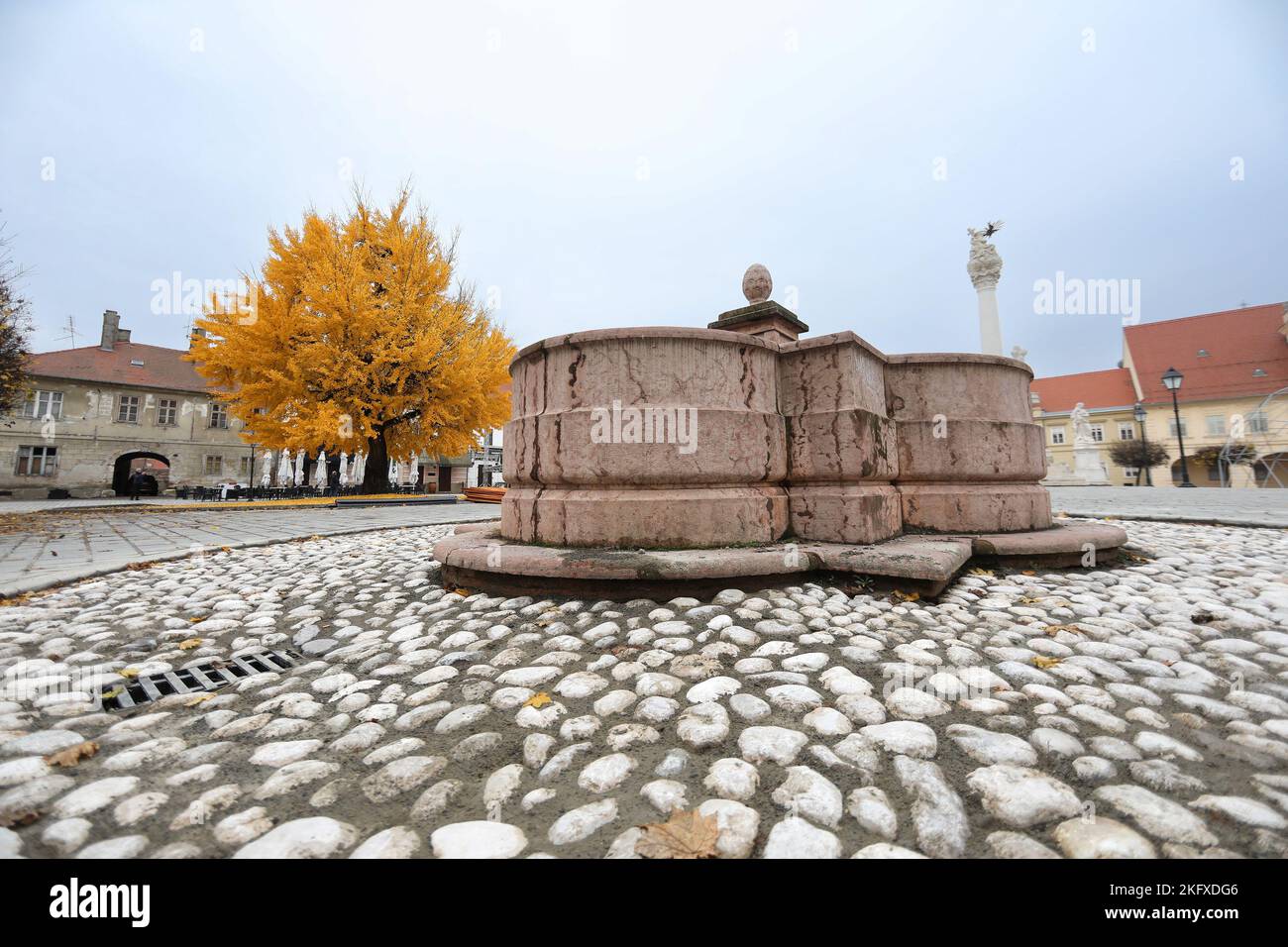 Famous ginkgo tree in autumn colours at Holy Trinity square in Osijek ...