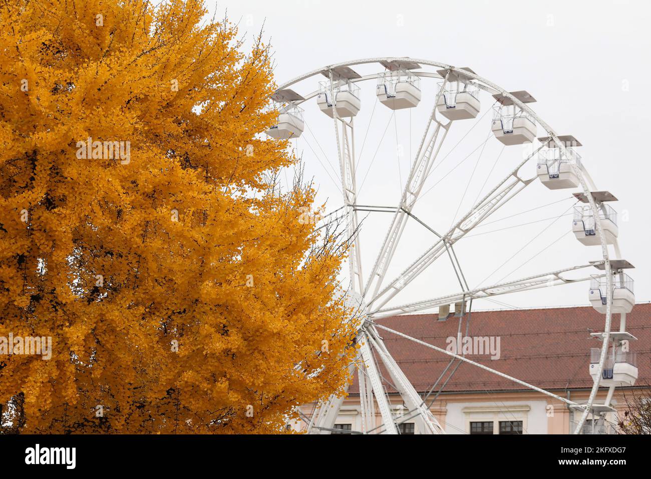 Famous ginkgo tree in autumn colours at Holy Trinity square in Osijek ...